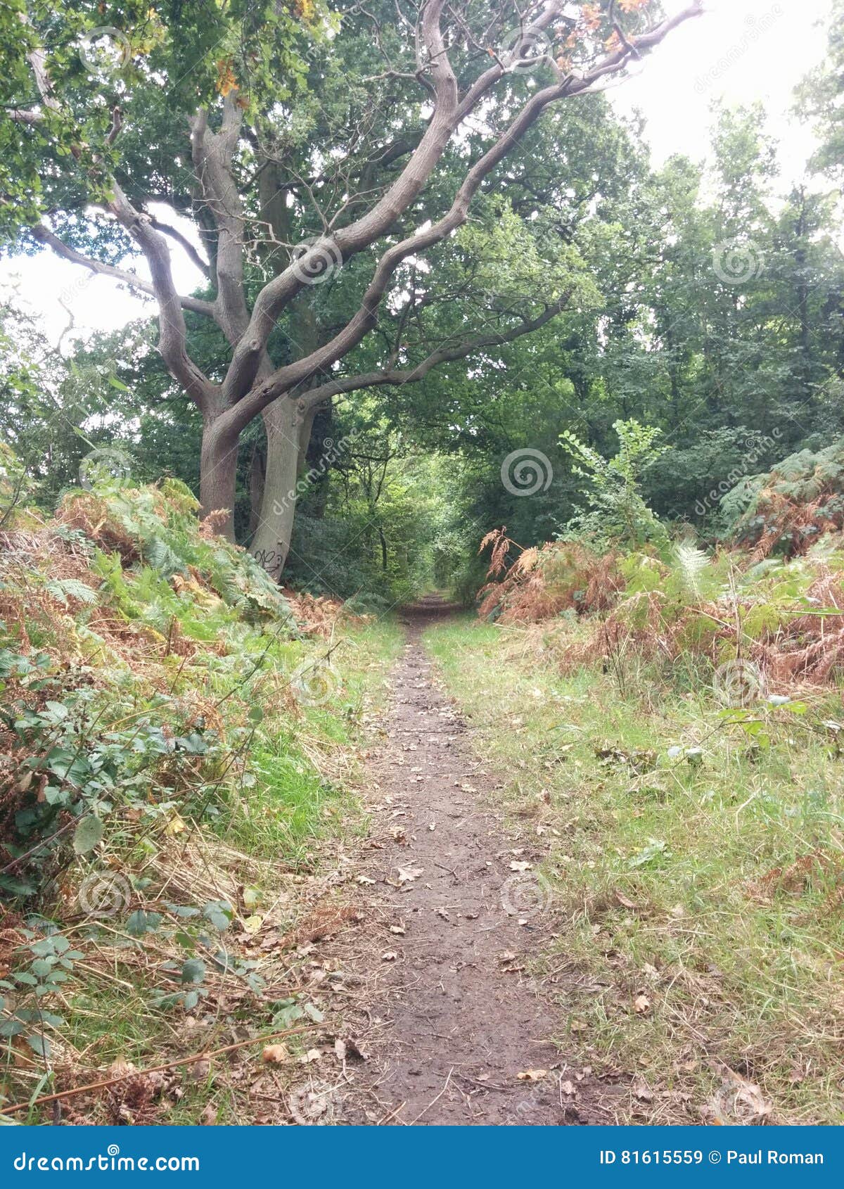 Beautiful surroundings stock image. Image of grass, shrubland - 81615559