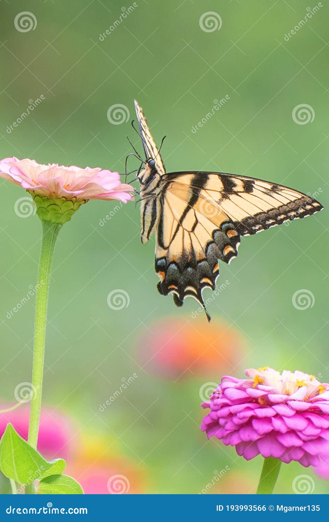 Beautiful Swallowtail stock photo. Image of swallowtail - 193993566