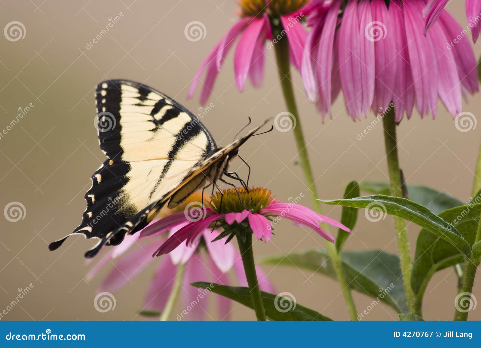 12,367 Beautiful Swallowtail Butterfly Stock Photos - Free & Royalty ...