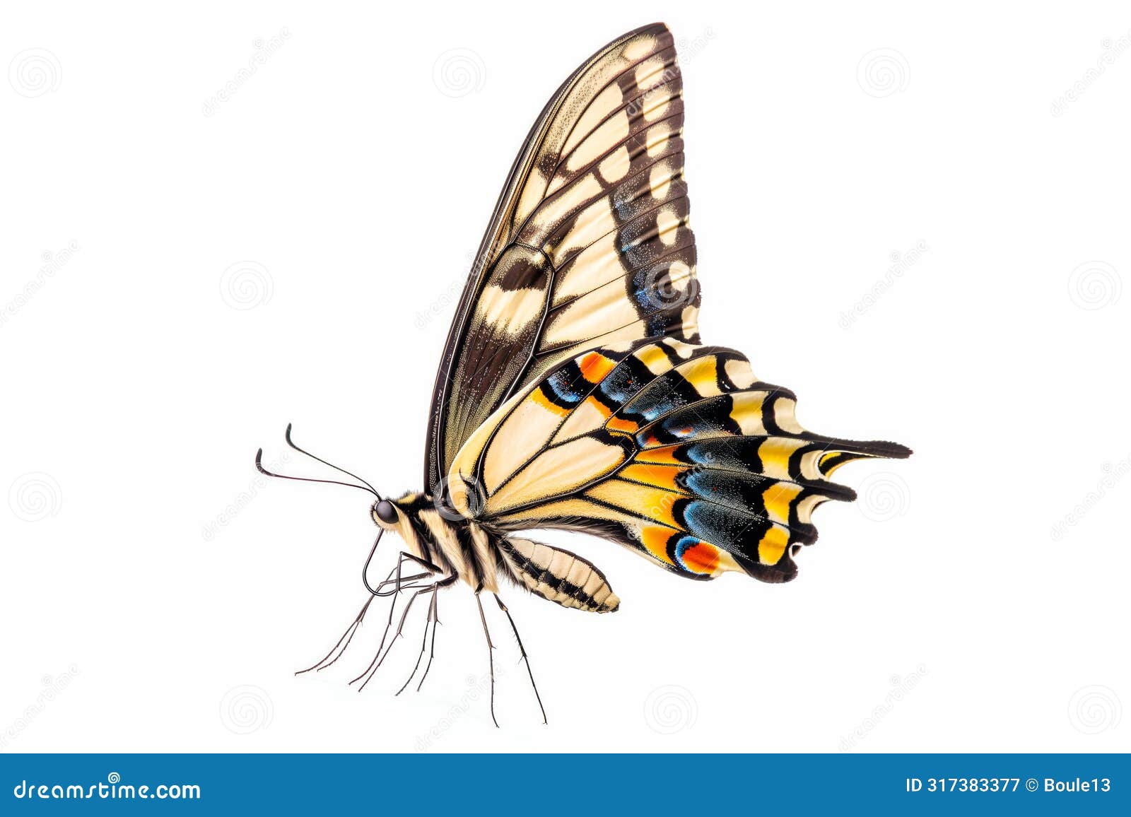 Beautiful Swallowtail Butterfly Isolated on a White Background. Side ...