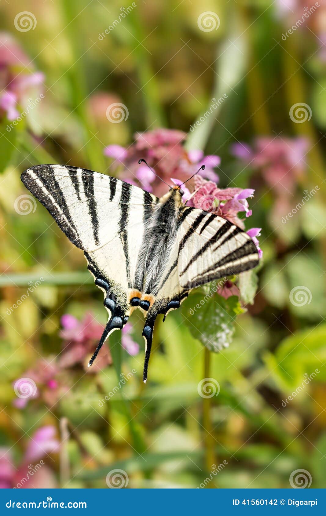 Beautiful Swallowtail (Papilio Machaon ) Stock Photo - Image of sitting ...