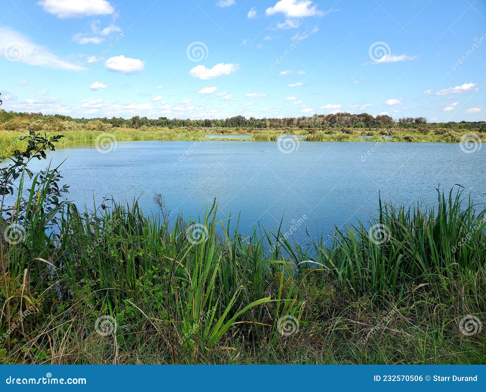 Beautiful Swamp Land in the Fall Stock Photo - Image of water ...