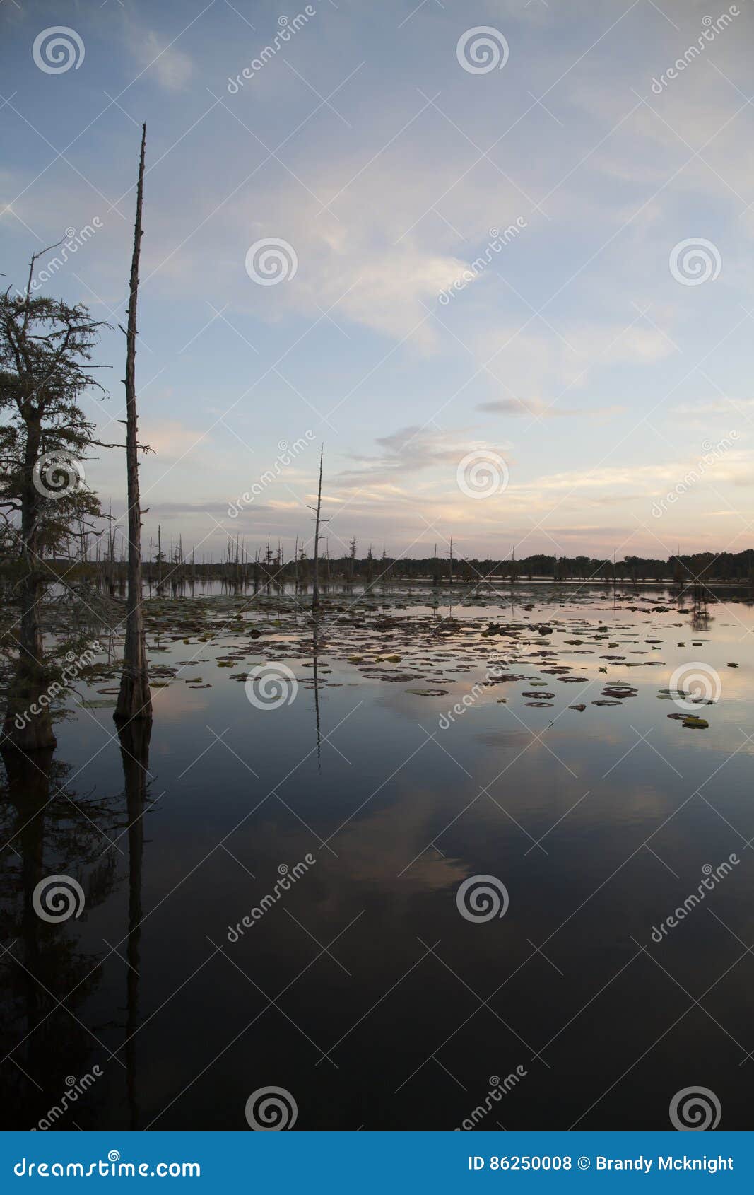 Beautiful Swamp stock photo. Image of environment, america - 86250008