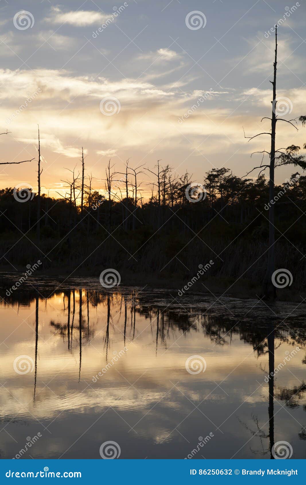 Beautiful Swamp stock photo. Image of louisiana, national - 86250632