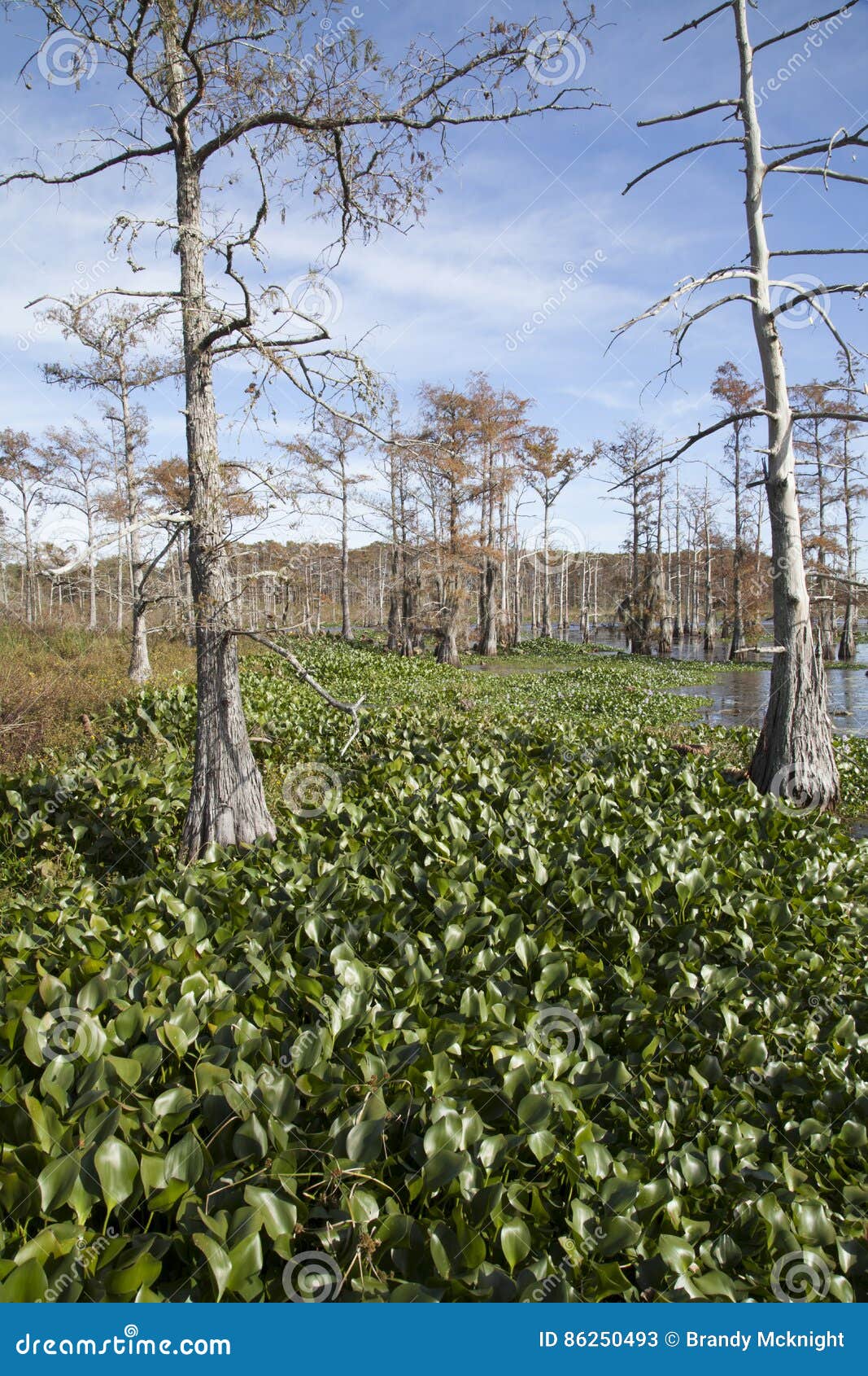 Beautiful Swamp stock image. Image of plants, gulf, grass - 86250493