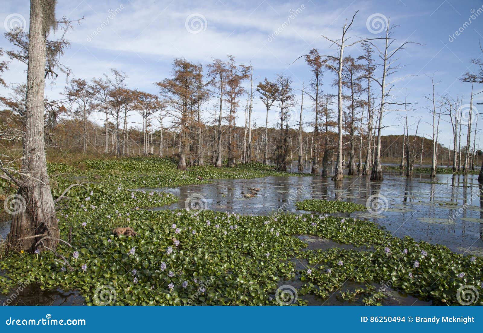 Beautiful Swamp stock photo. Image of backgrounds, breathtaking - 86250494
