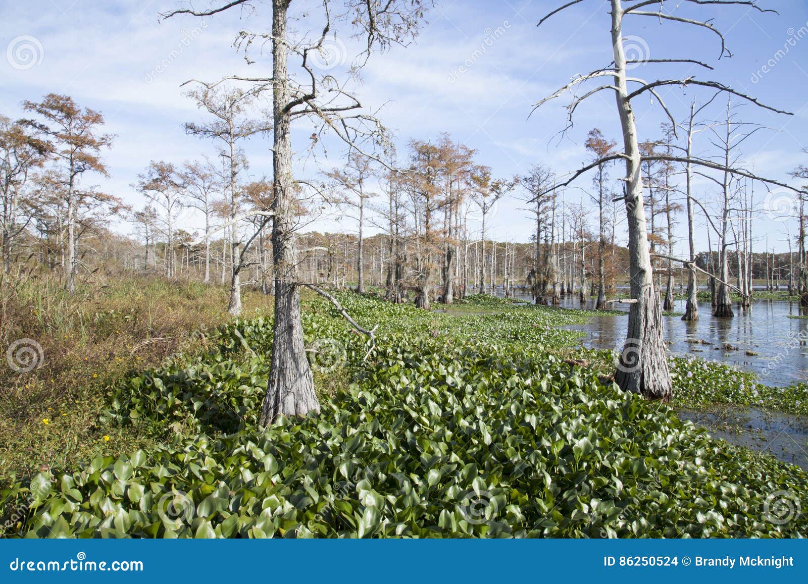 Beautiful Swamp stock photo. Image of forest, breathtaking - 86250524
