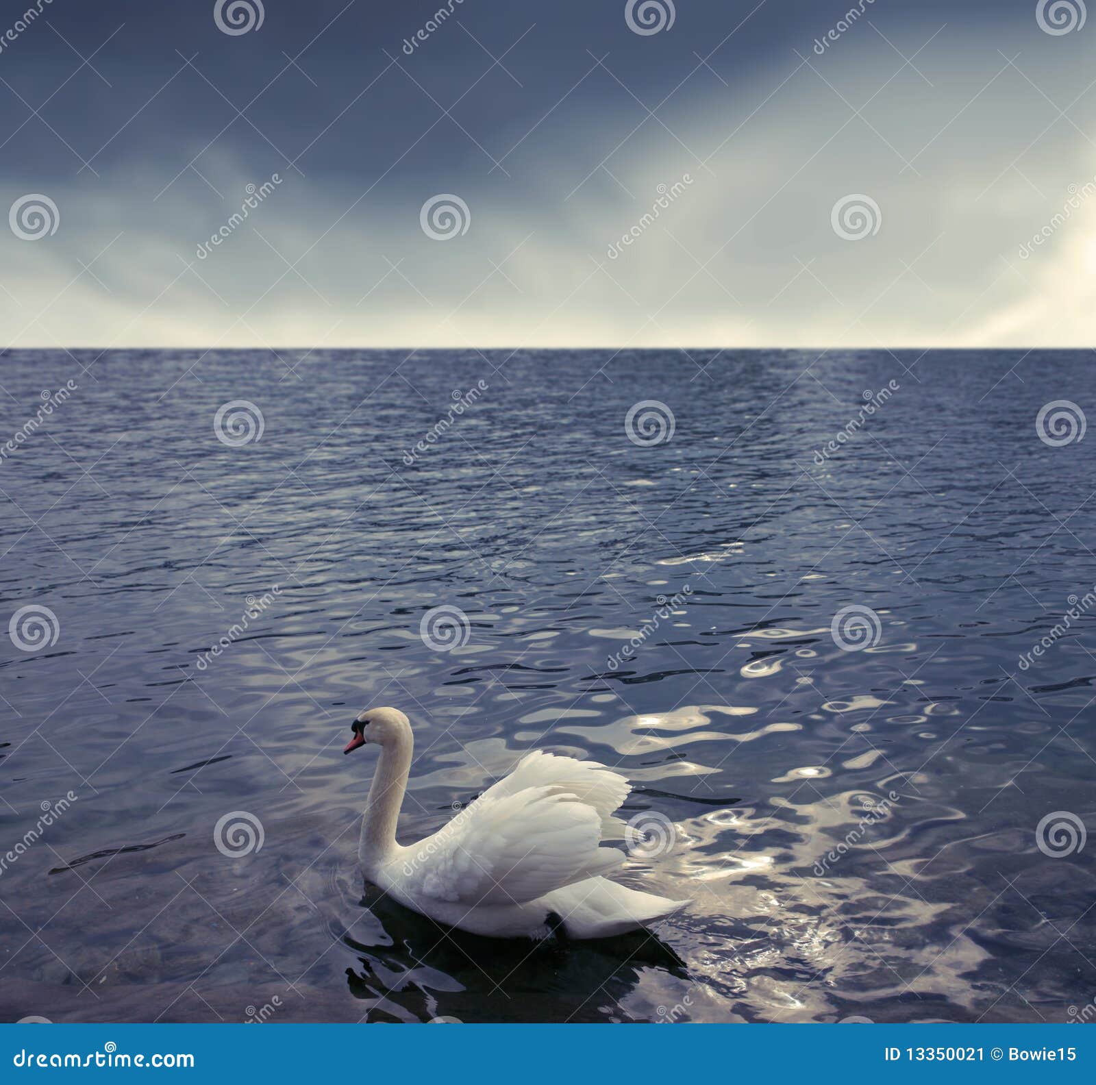 Beautiful Swan At Sunset Sea Water Stones And Wave Splash Cloudy Fluffy ...