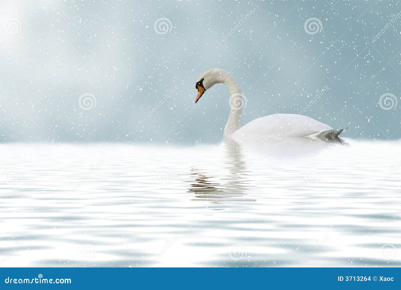 Beautiful Swan At Sunset Sea Water Stones And Wave Splash Cloudy Fluffy ...