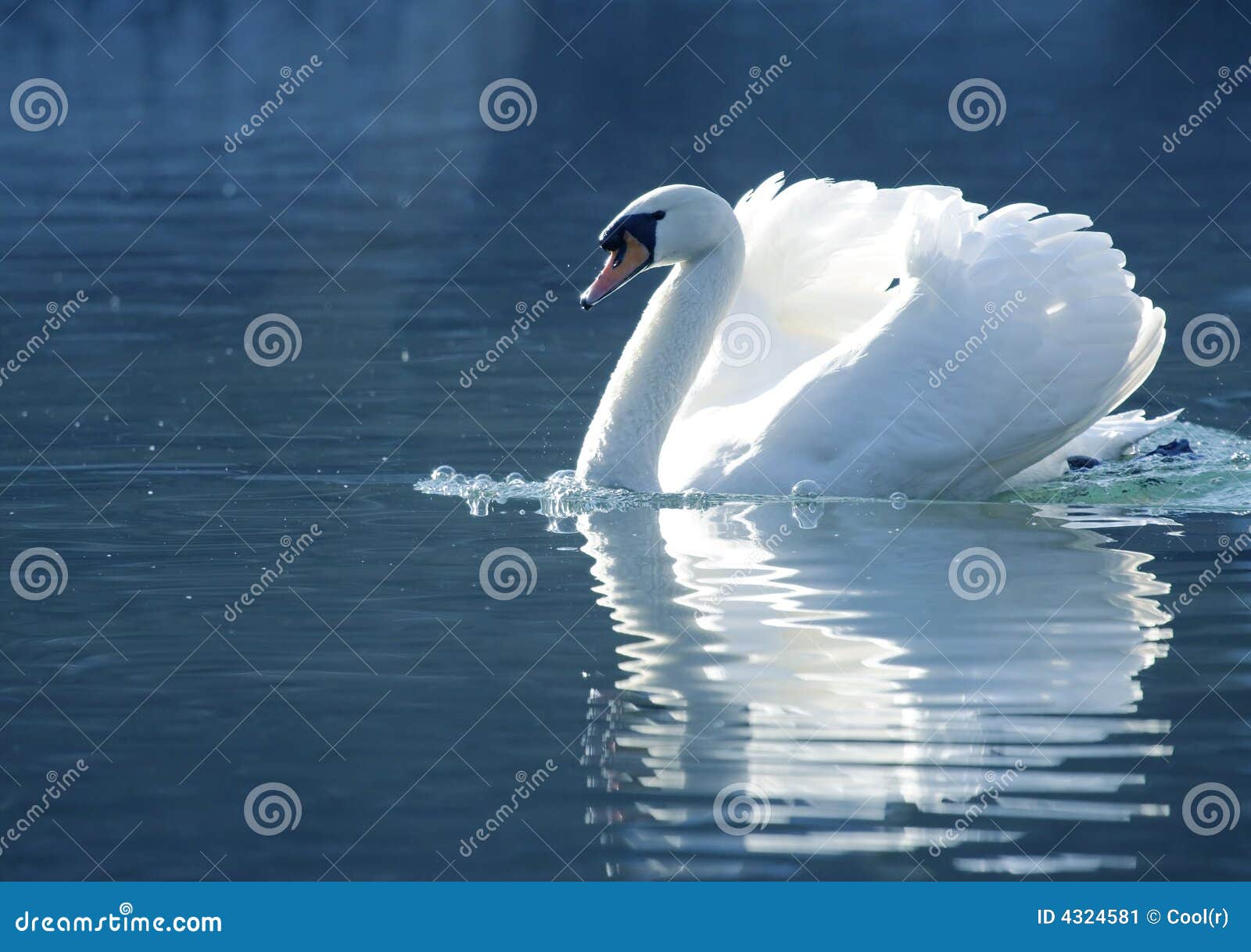 Beautiful Swan At Sunset Sea Water Stones And Wave Splash Cloudy Fluffy ...