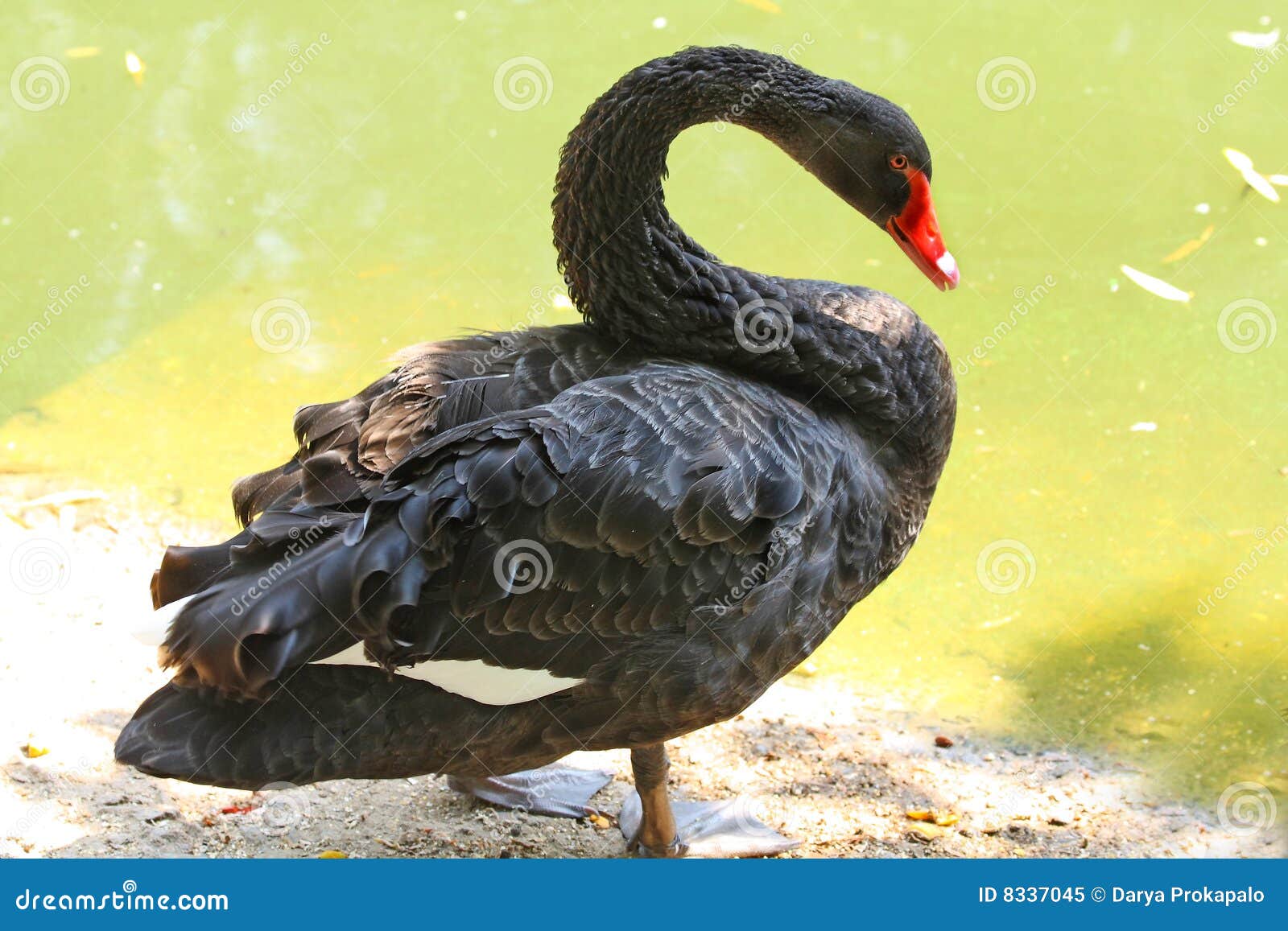 Beautiful swan stock image. Image of close, beak, fauna - 8337045