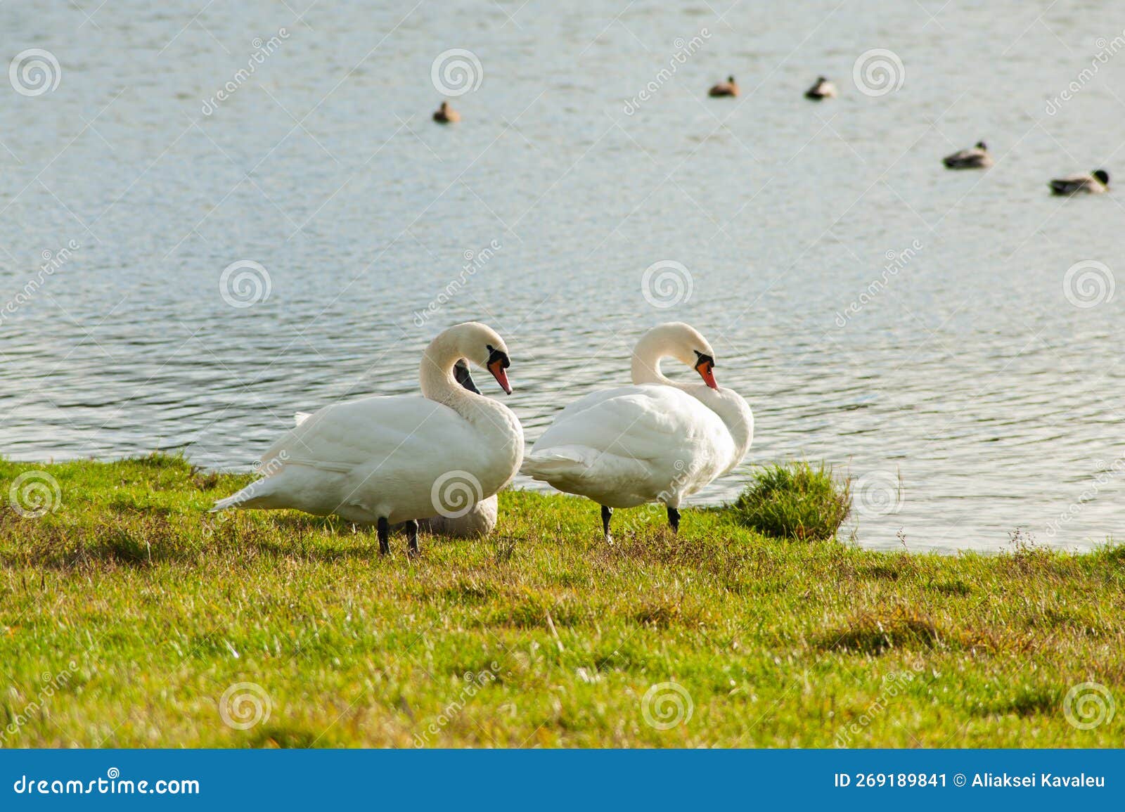 Beautiful Swan Birds Float on the Water of the Lake. Stock Image ...