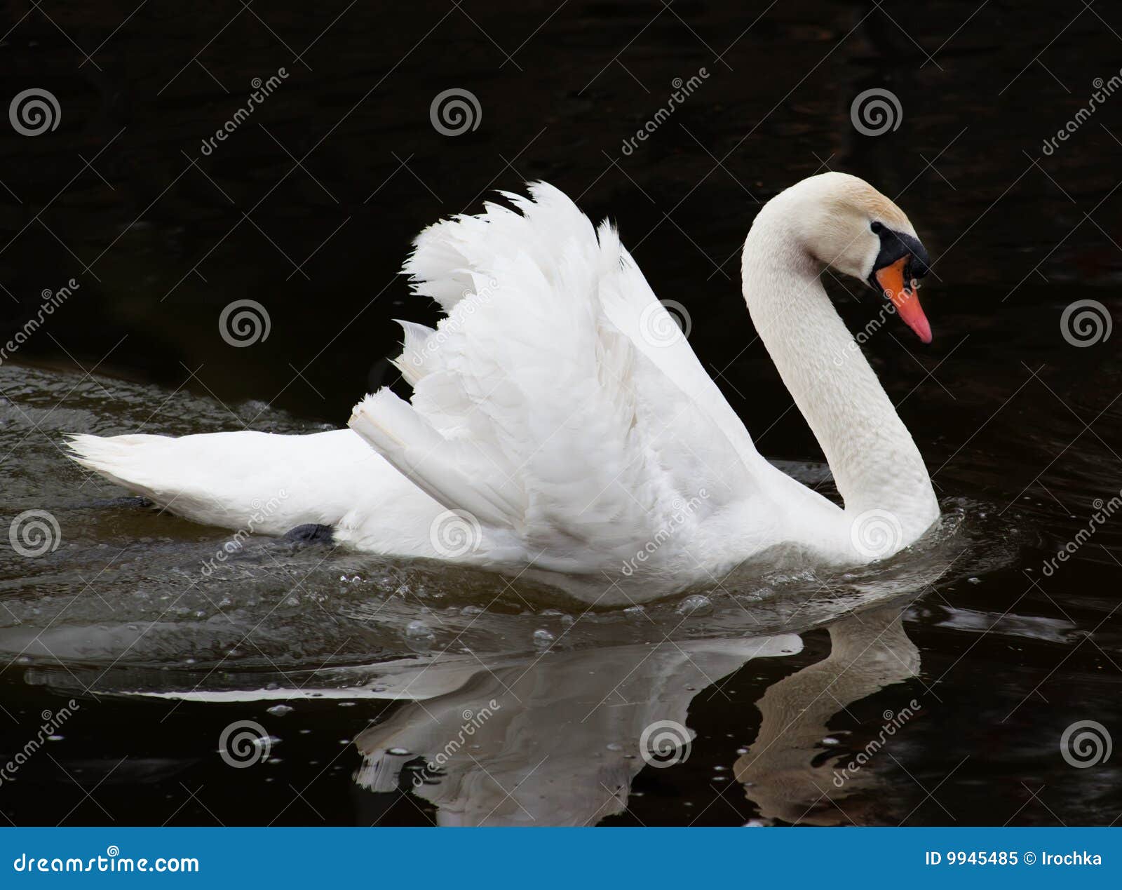 Beautiful Swan At Sunset Sea Water Stones And Wave Splash Cloudy Fluffy ...