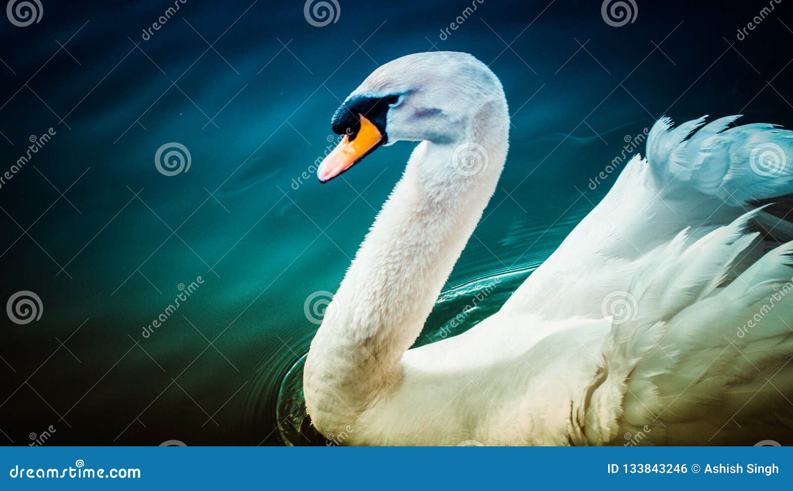 Beautiful Swan in Blue Lake Stock Photo - Image of grass, lovely: 133843246