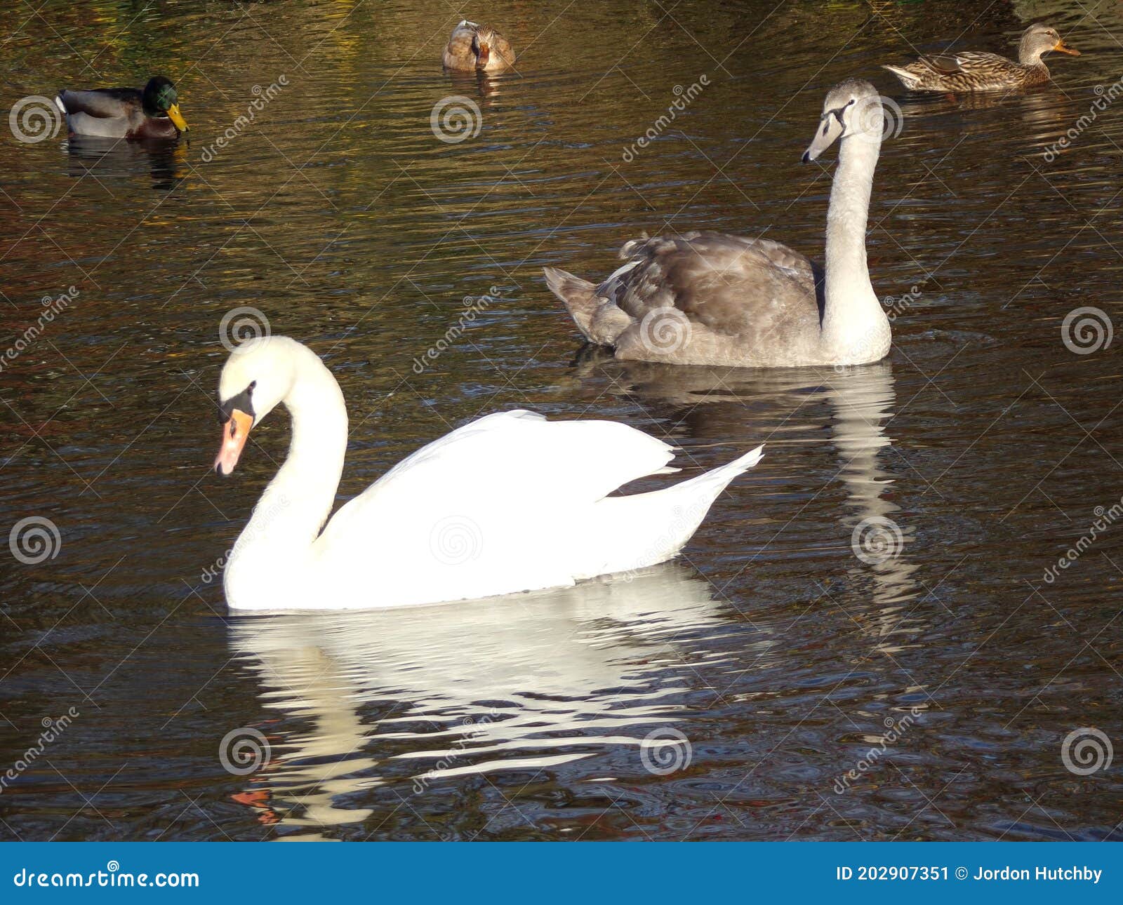 A beautiful swan and child stock image. Image of seabird - 202907351