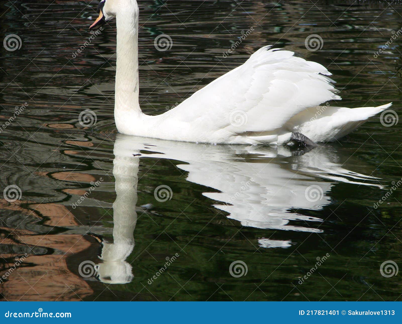 Beautiful Swan on a Crystal Clear Blue River Reflection Stock Image ...