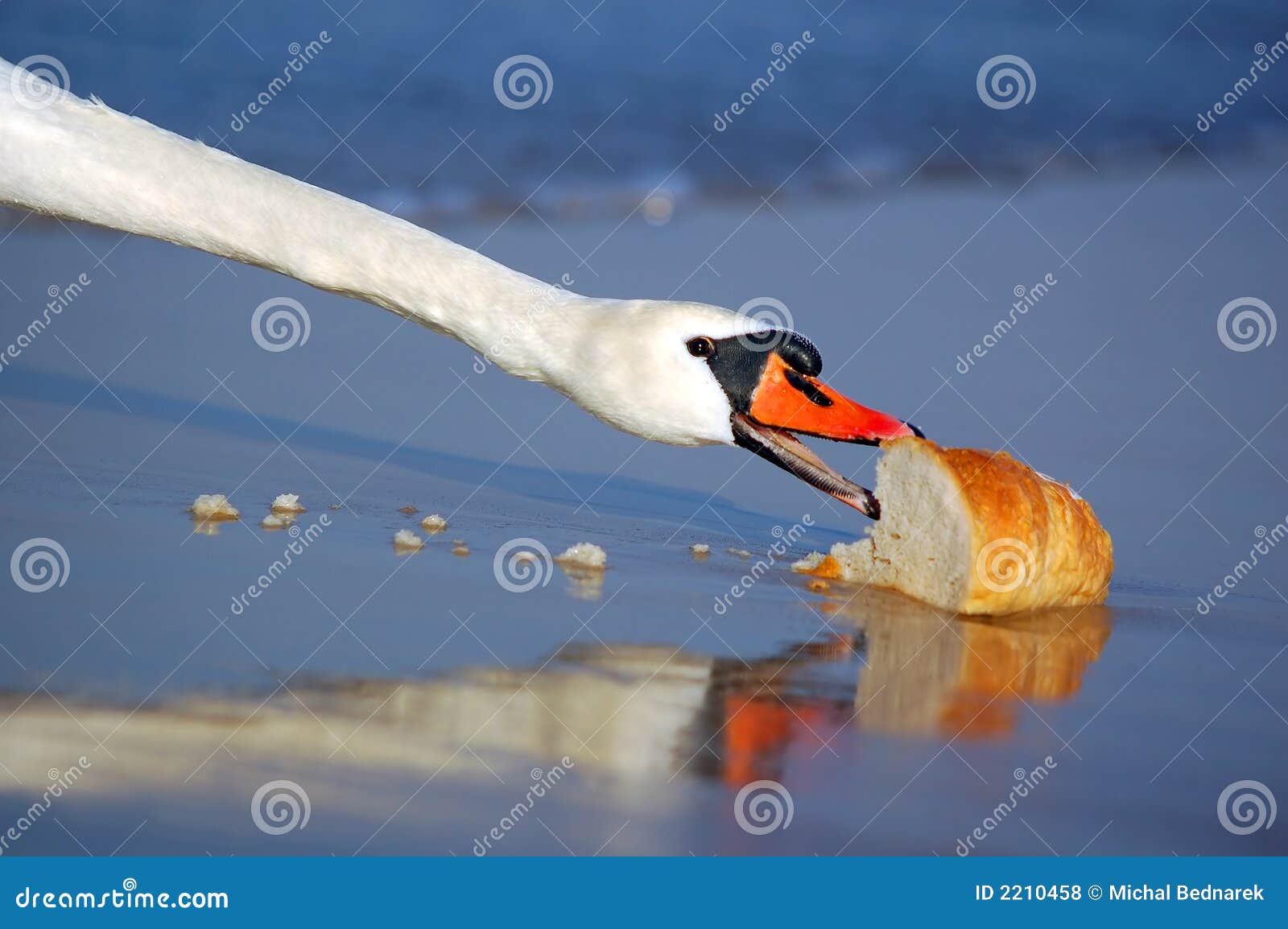 Beautiful Swan Eating Bread Stock Photo - Image of inspiring, profile ...