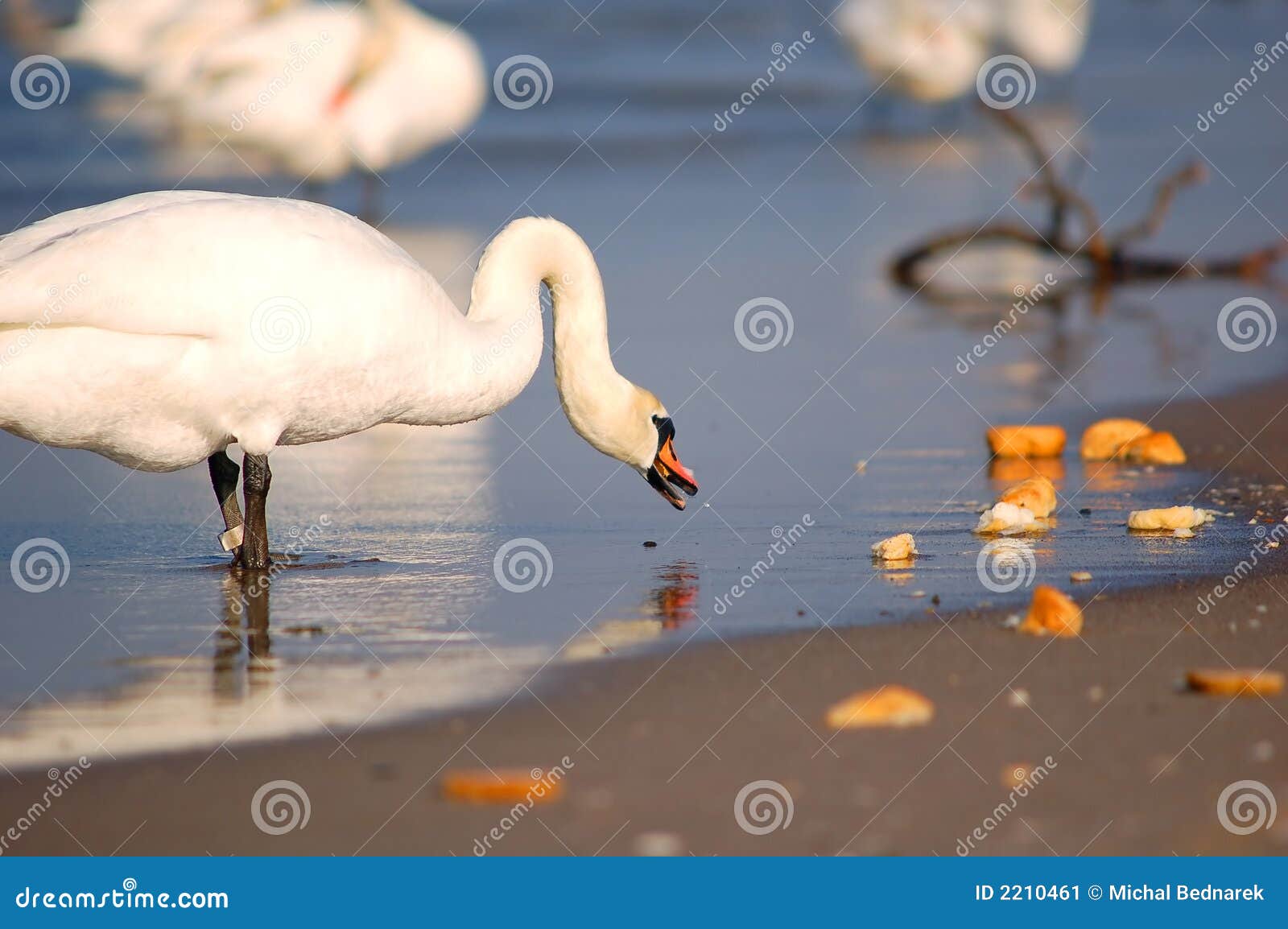Beautiful Swan Eating Bread Stock Image - Image of inspiring, stunning ...