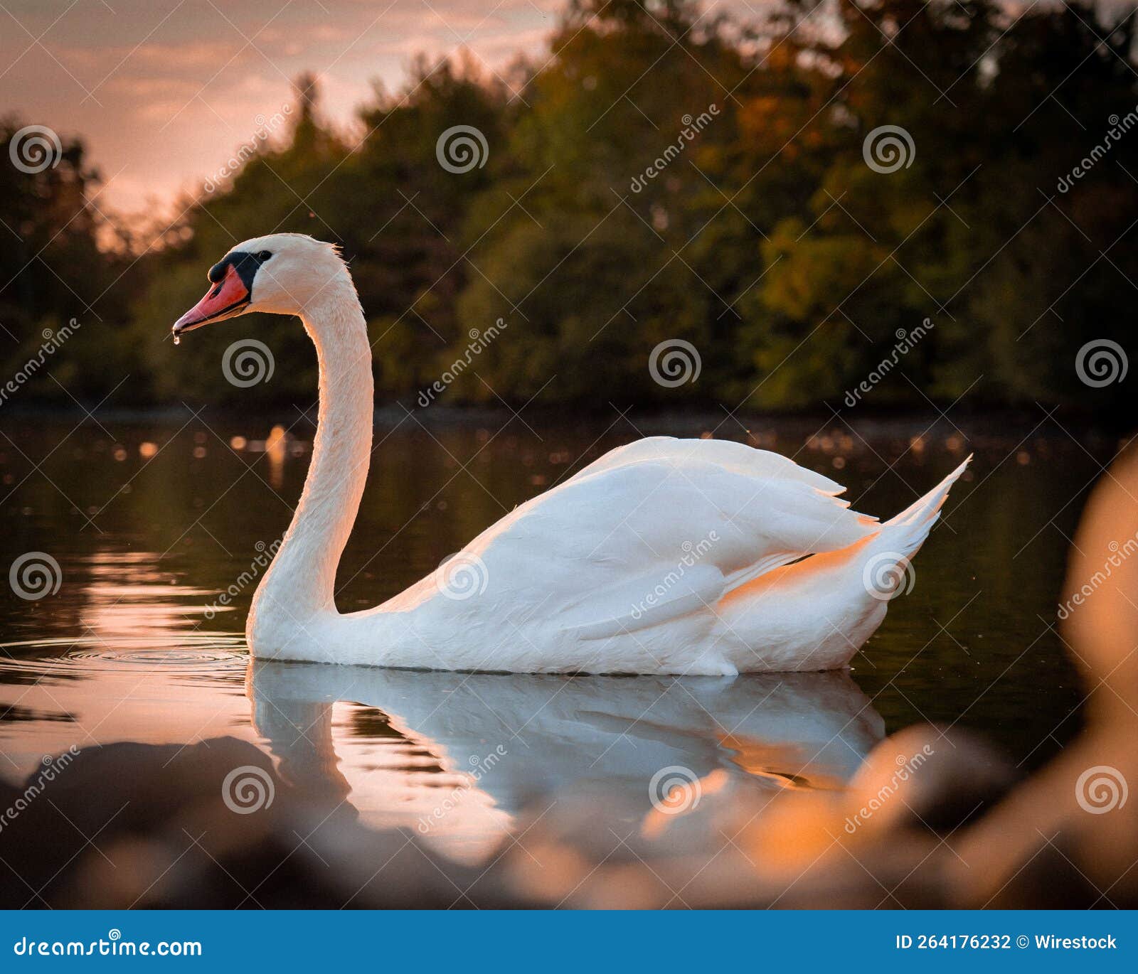 Beautiful Swan Floating in the Calm Lake Stock Photo - Image of lake ...