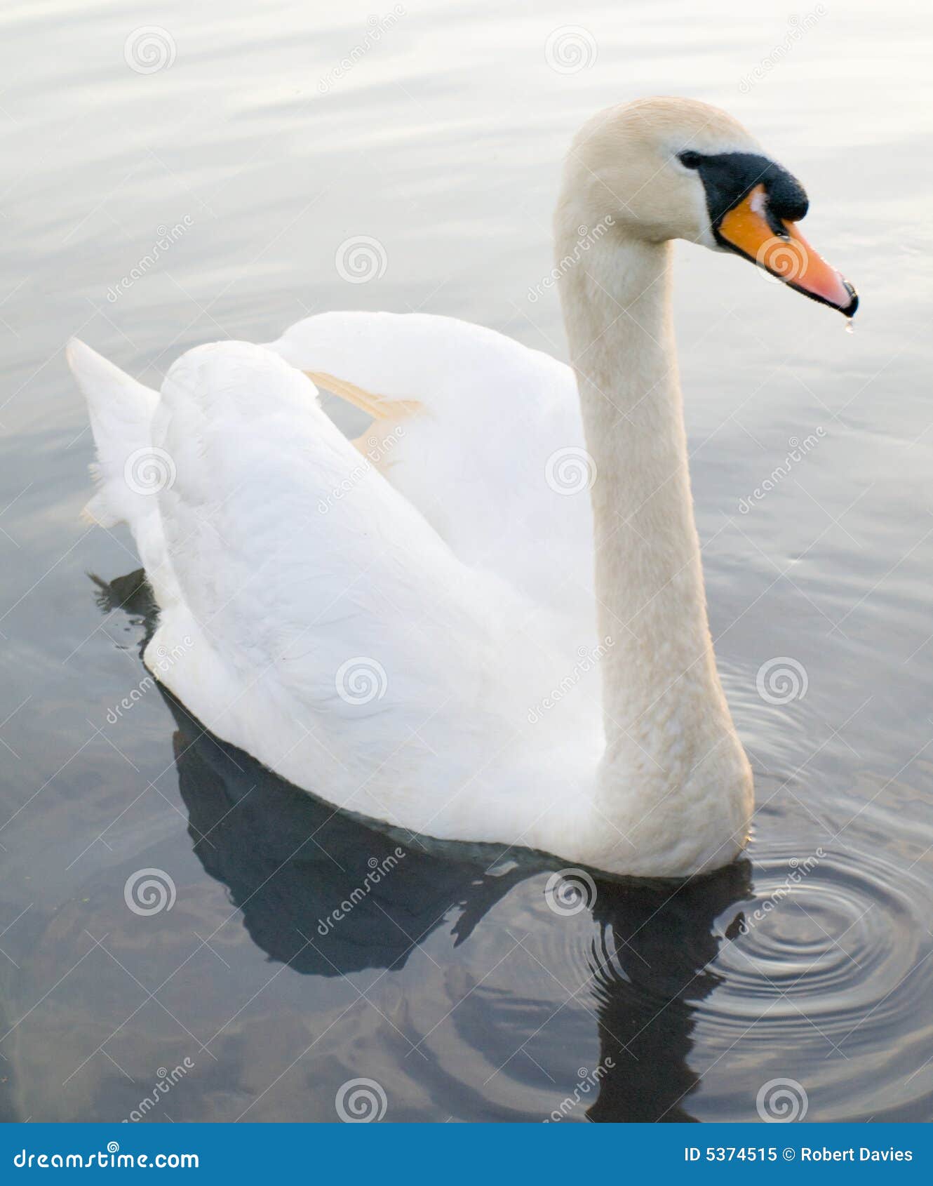 Beautiful Swan Floating Swimming Stock Image - Image of farm, pond: 5374515