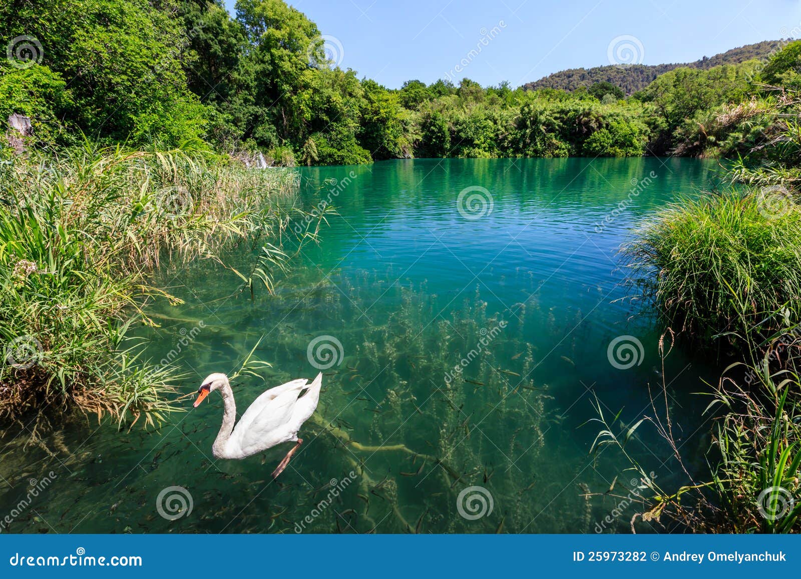 Beautiful Swan At Sunset Sea Water Stones And Wave Splash Cloudy Fluffy ...