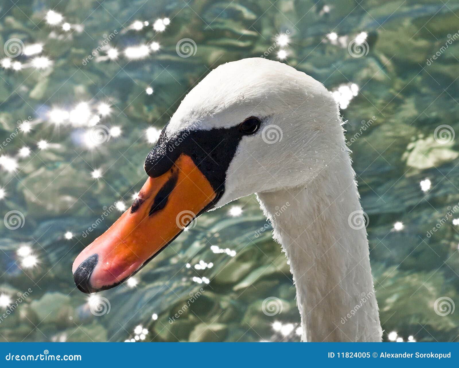 Beautiful swan head stock image. Image of penner, animal - 11824005
