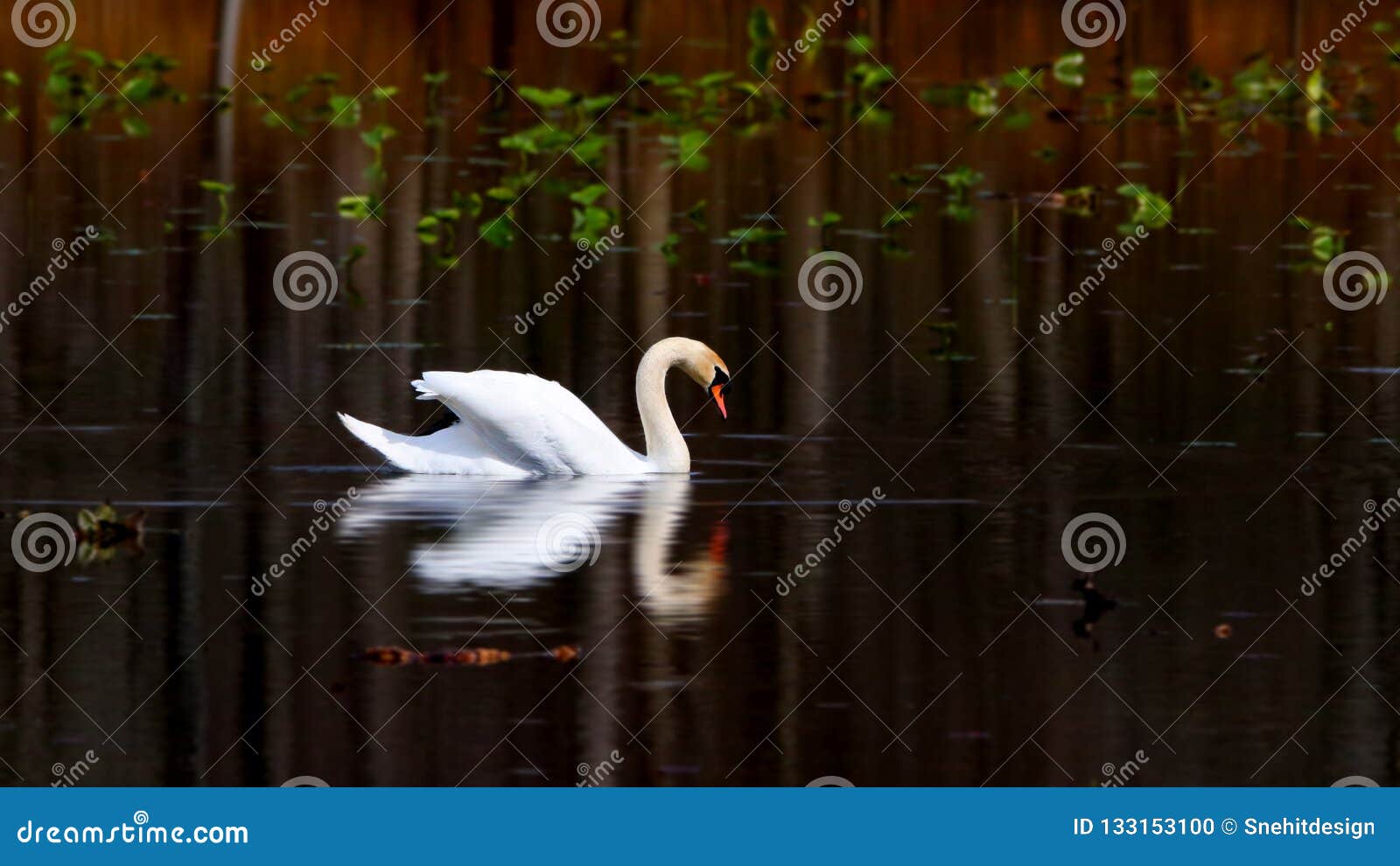 Beautiful swan in the lake stock photo. Image of fierce - 133153100