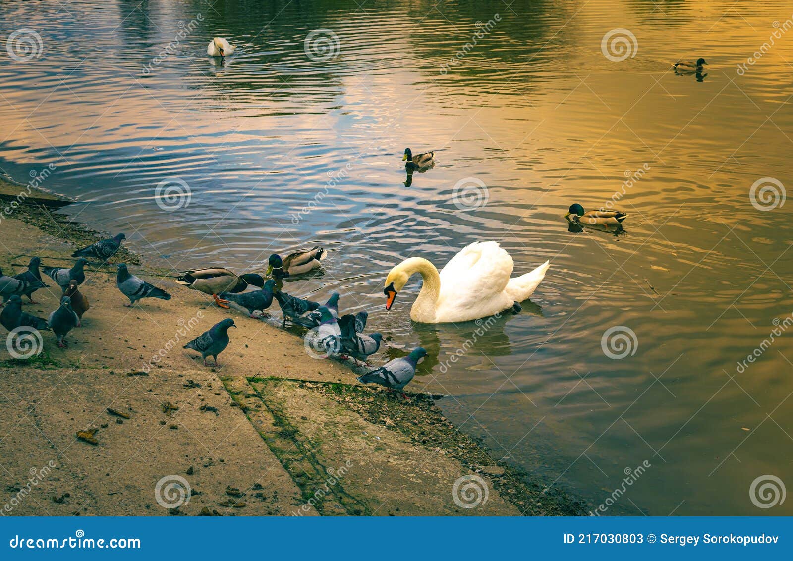Beautiful swan on the lake stock image. Image of bird - 217030803