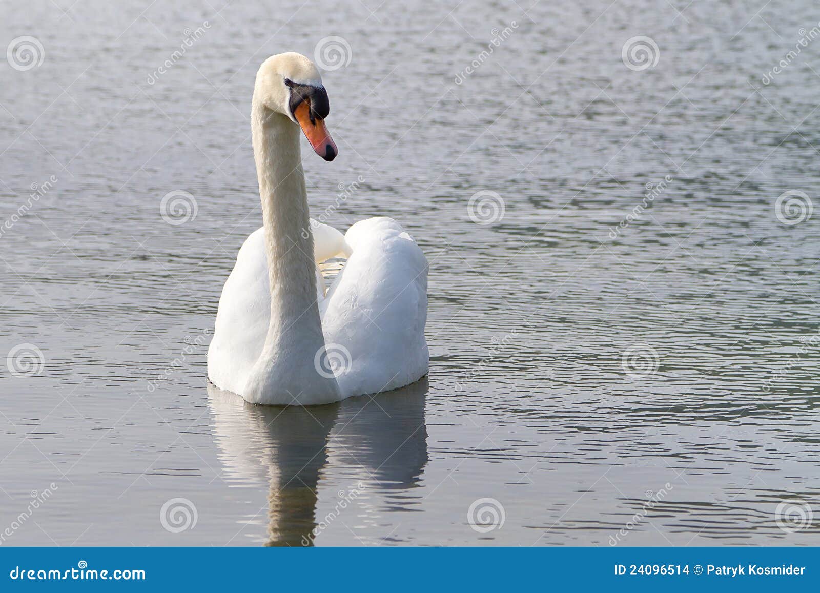 Beautiful swan on the lake stock photo. Image of scene - 24096514