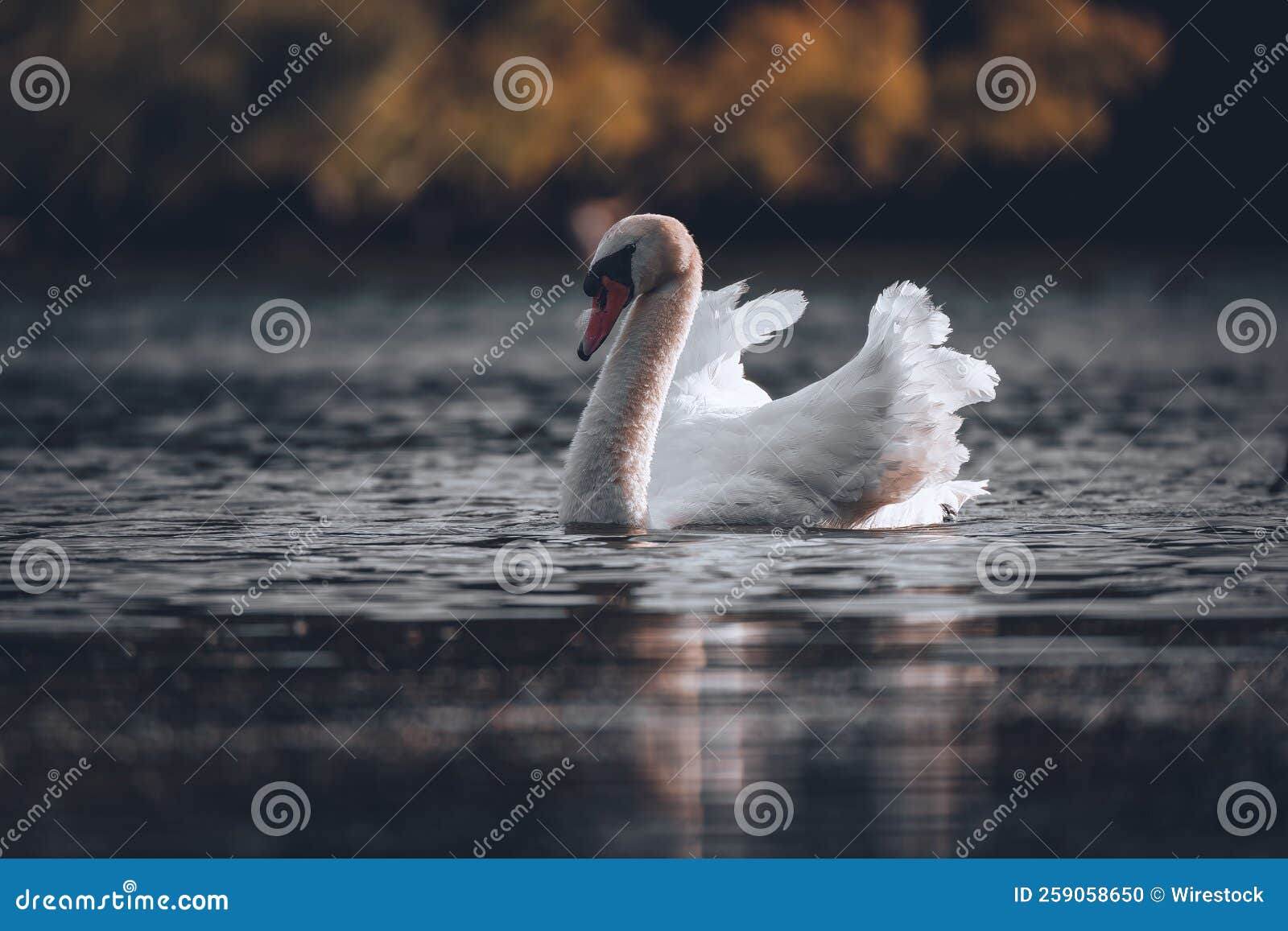 Beautiful swan on a lake stock photo. Image of pond - 259058650