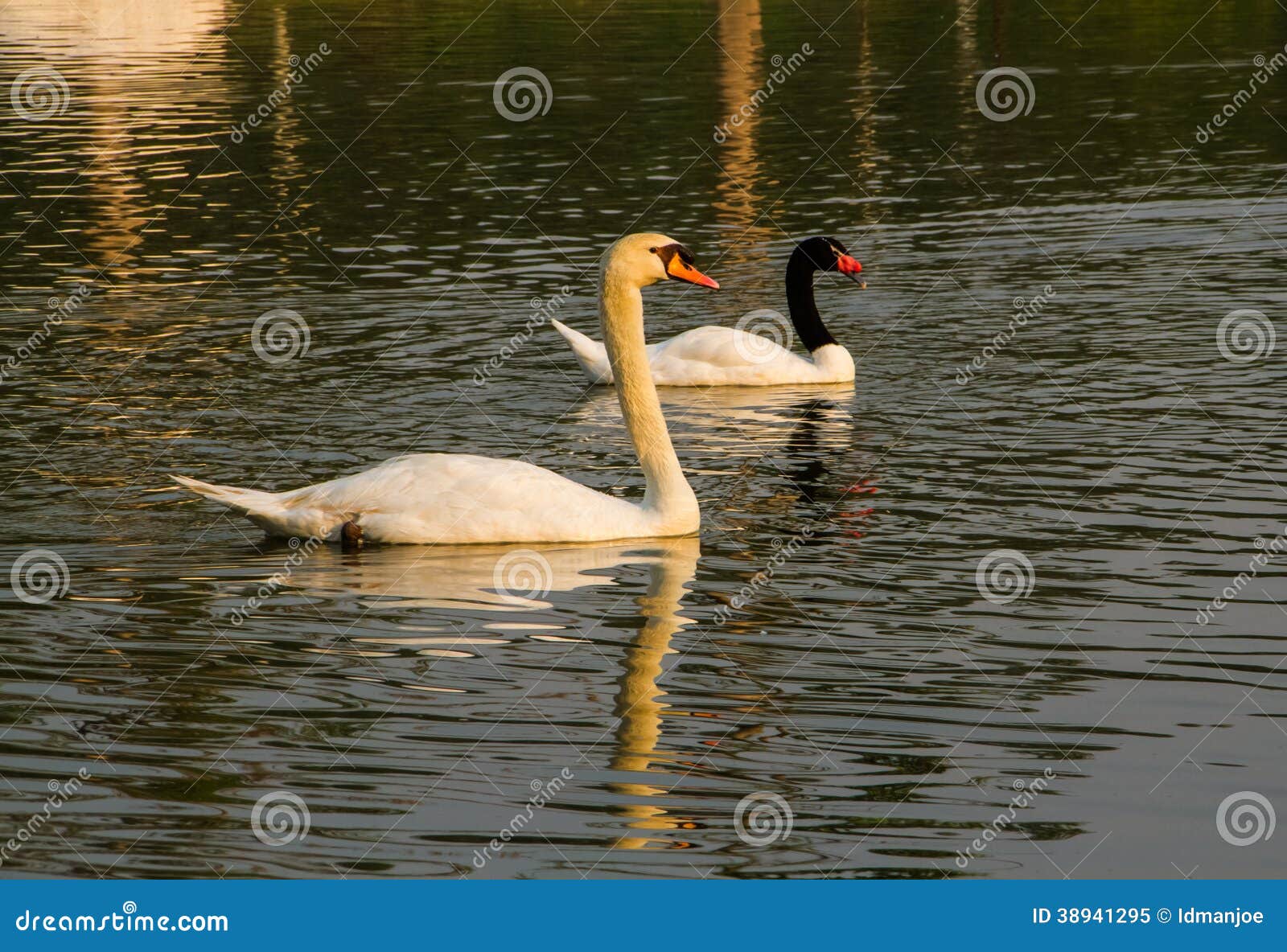 Beautiful swan stock image. Image of clean, calm, cygnus - 38941295