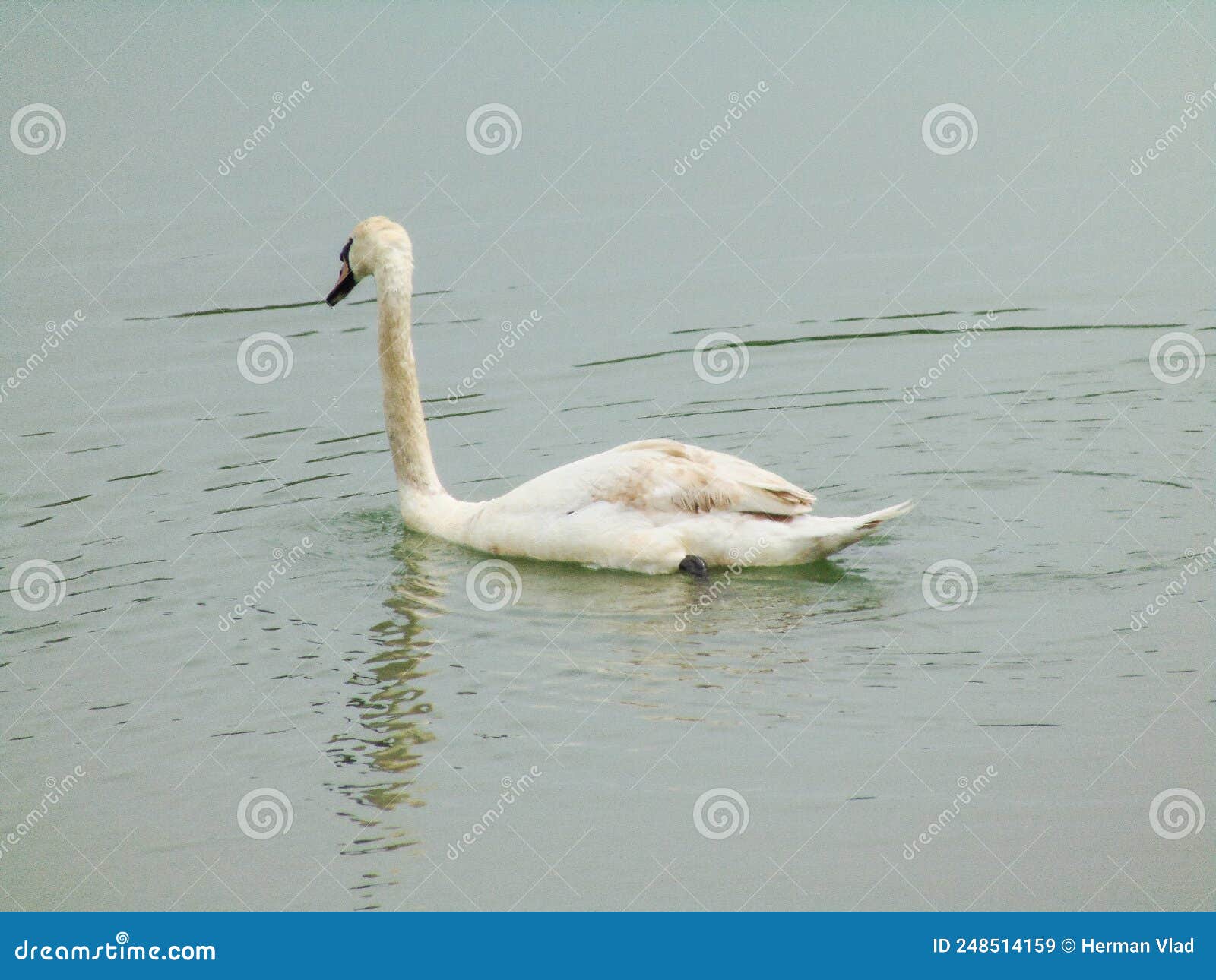 Beautiful Swan on a Lake - Nature Stock Image - Image of color, swan ...