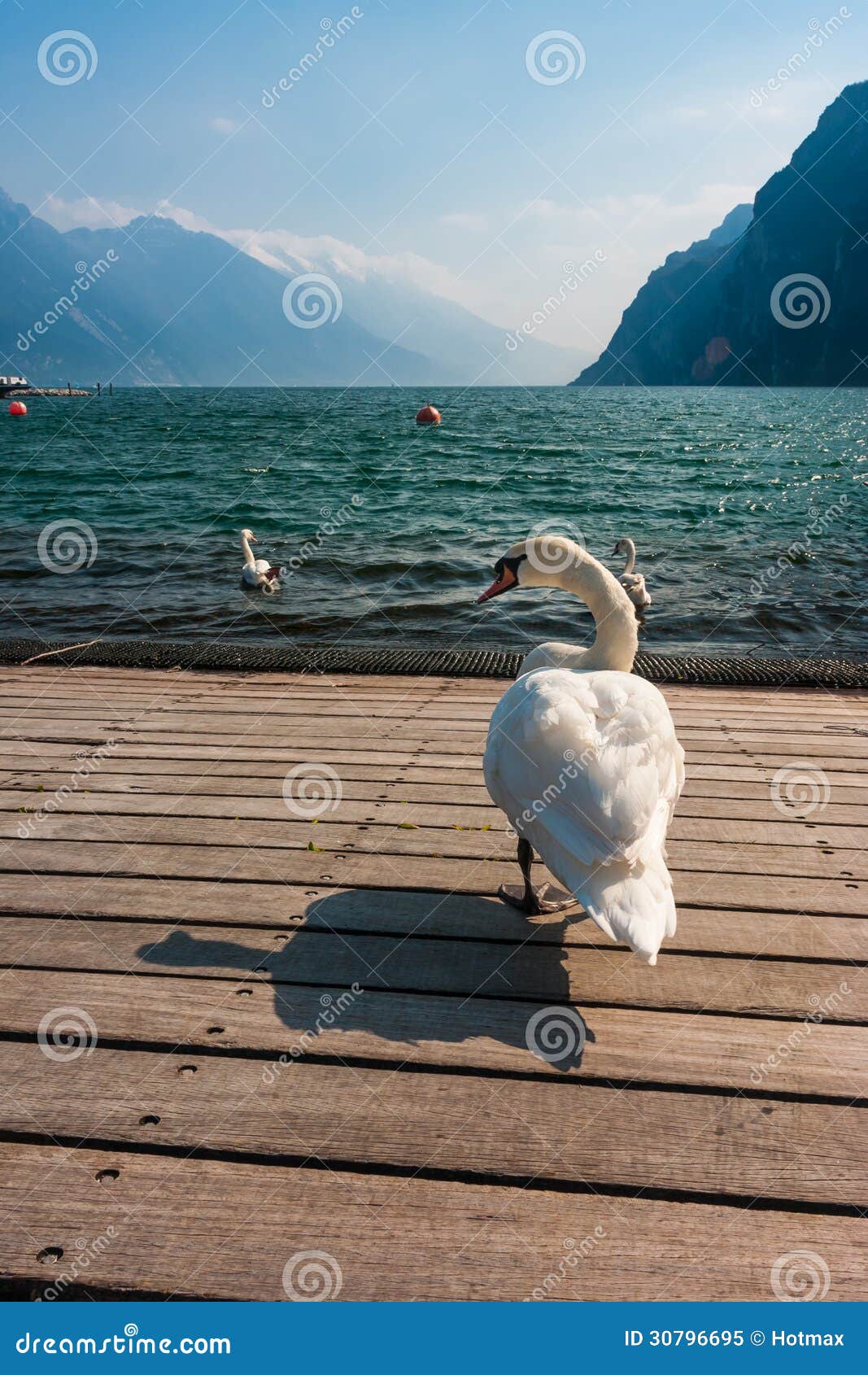 Beautiful Swan and the Lake Stock Image - Image of clear, beauty: 30796695
