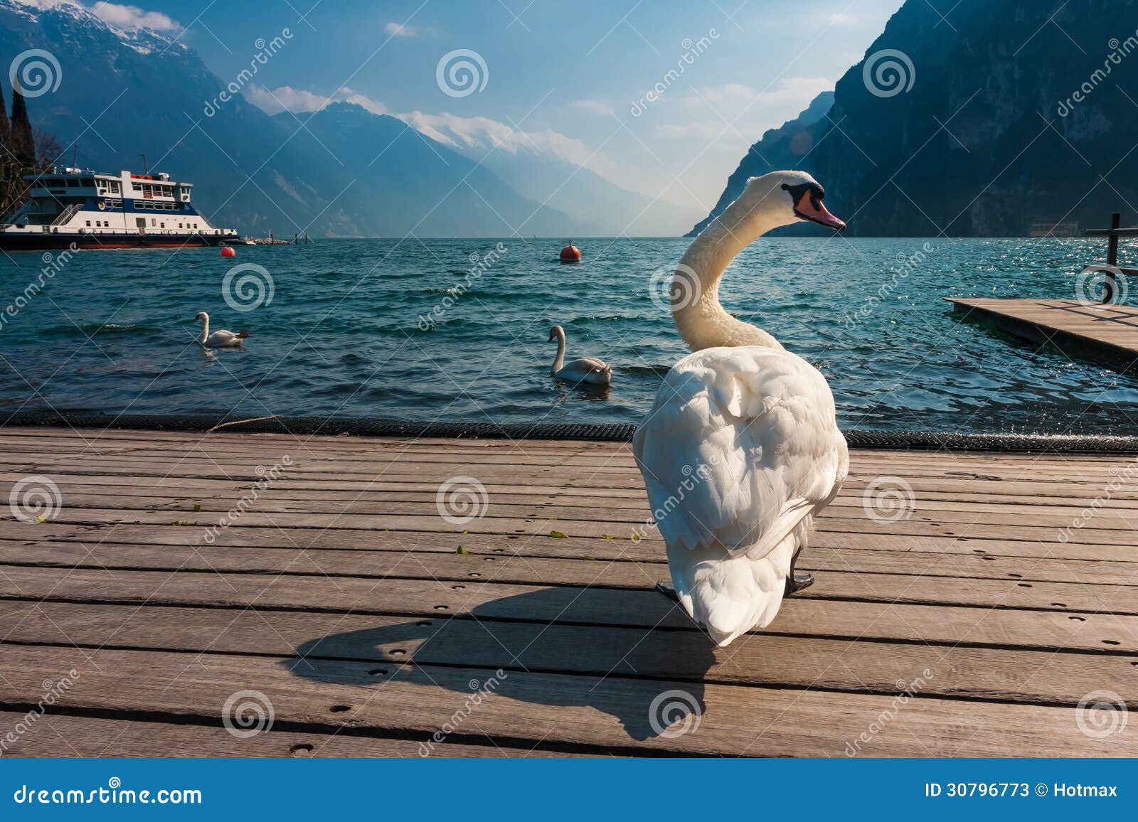 Beautiful Swan and the Lake Stock Image - Image of animal, grass: 30796773