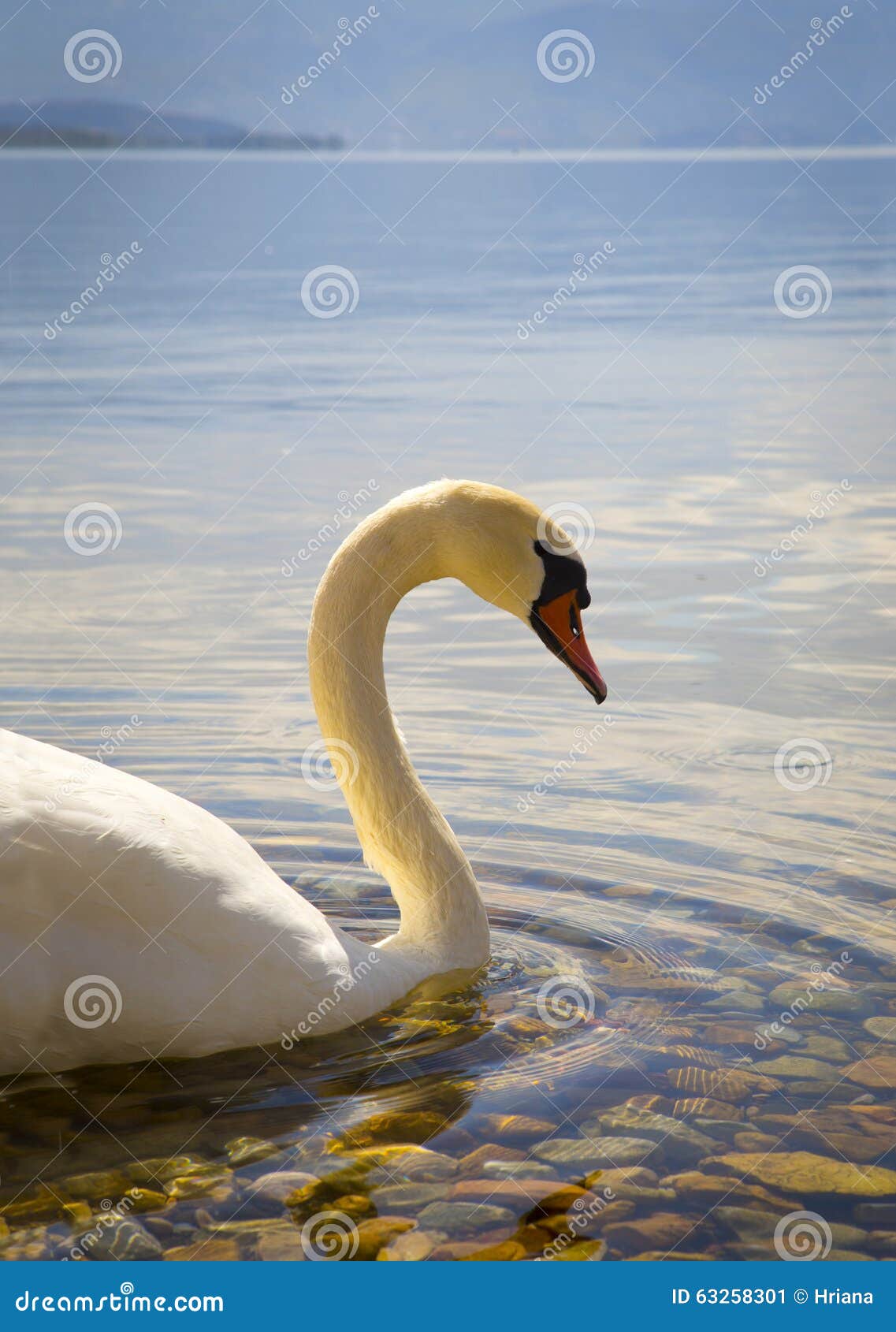 Beautiful swan on a lake stock image. Image of beautiful - 63258301