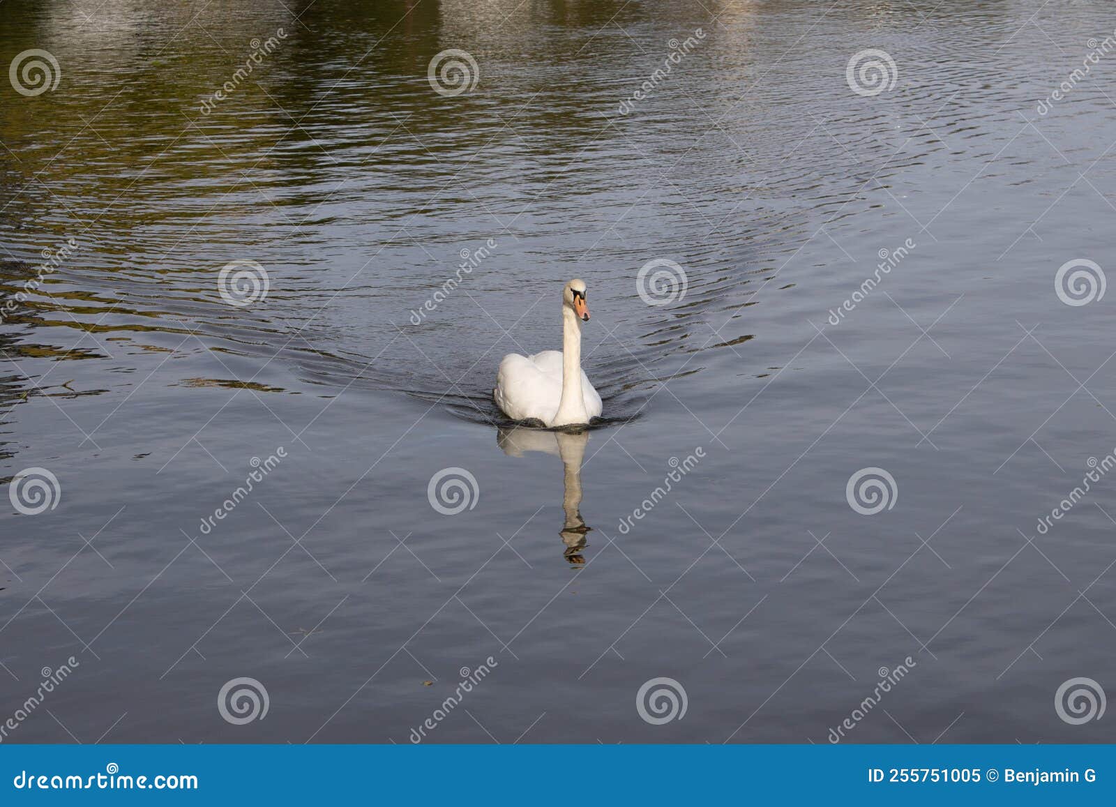 Swan Moving Forward in a River Stock Image - Image of moving, animal ...