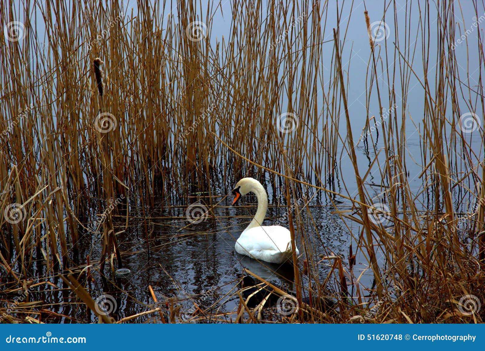 Beautiful swan in nature stock photo. Image of grassland - 51620748