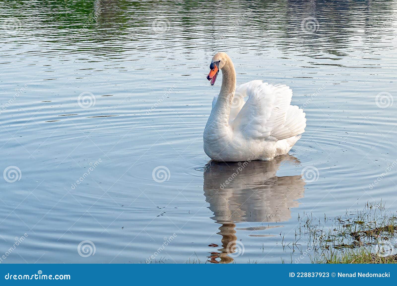 Beautiful Swan with Open Mouth Stock Image - Image of motion, cold ...