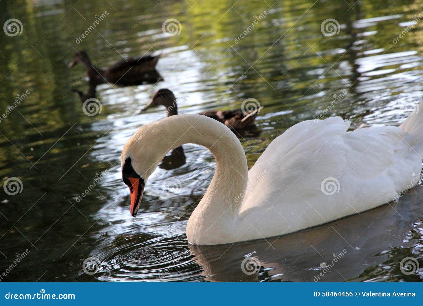 Beautiful Swan in the Park . Boston . USA. Stock Photo - Image of bird ...