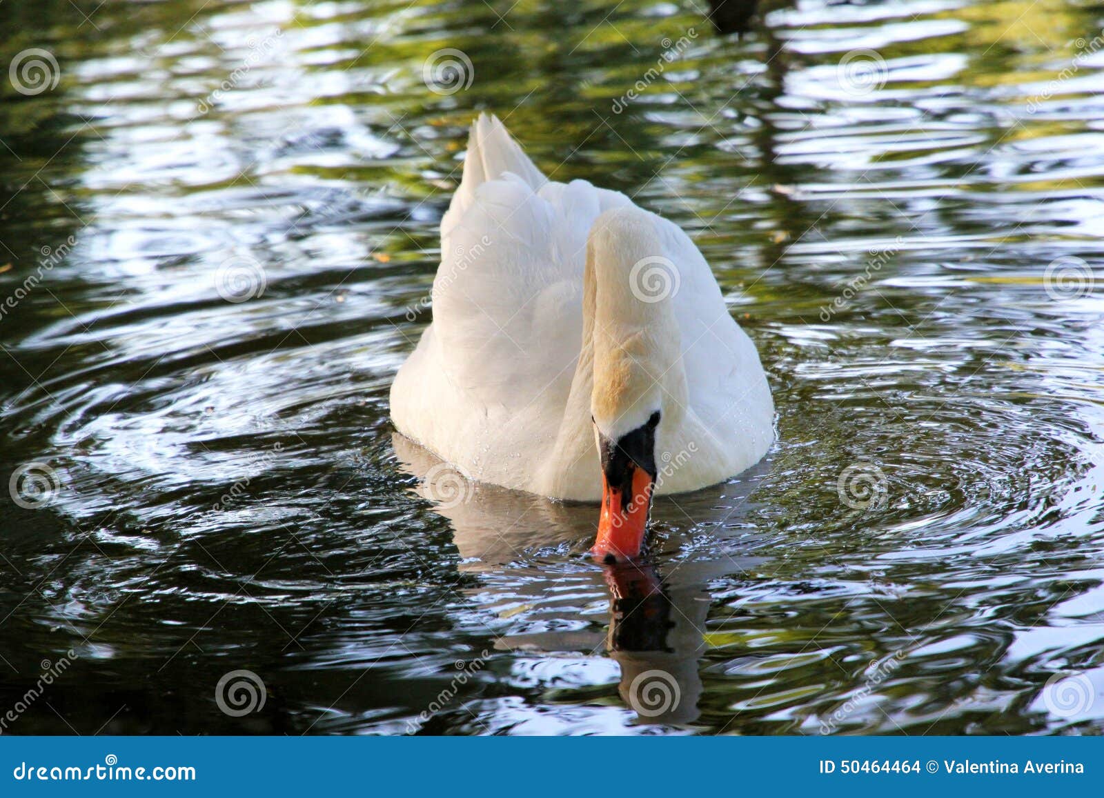 Beautiful Swan in the Park . Boston . USA. Stock Photo - Image of ...