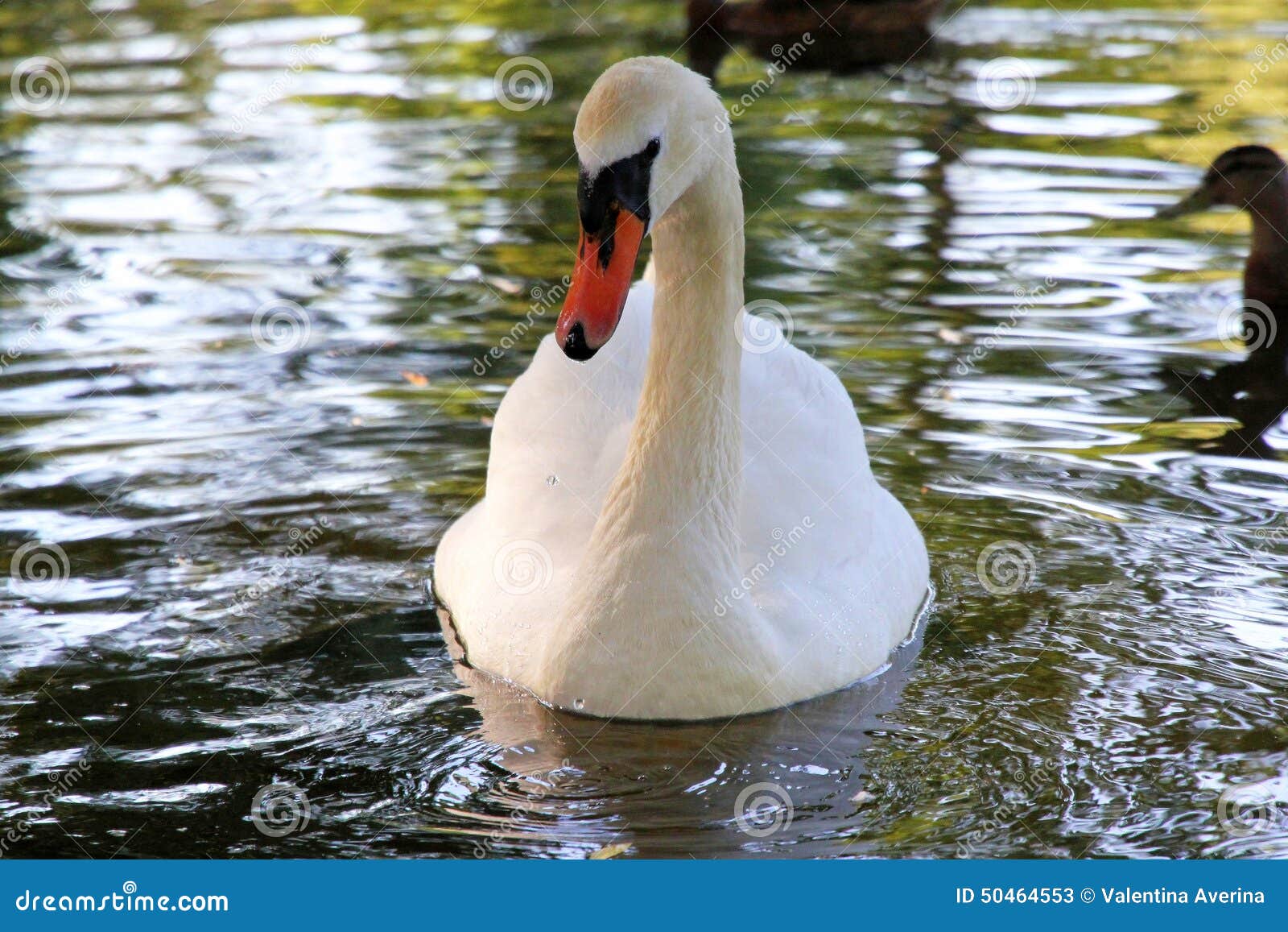Beautiful Swan in the Park . Boston . USA. Stock Image - Image of ...