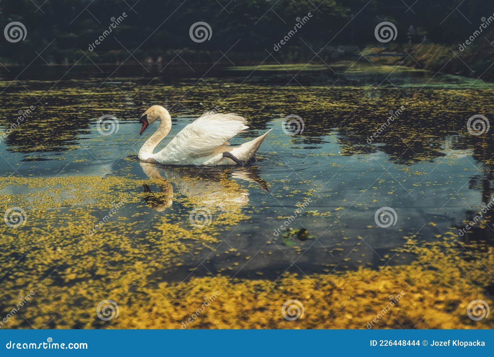 Beautiful Swan in the Pond. Stock Photo - Image of pond, blue: 226448444