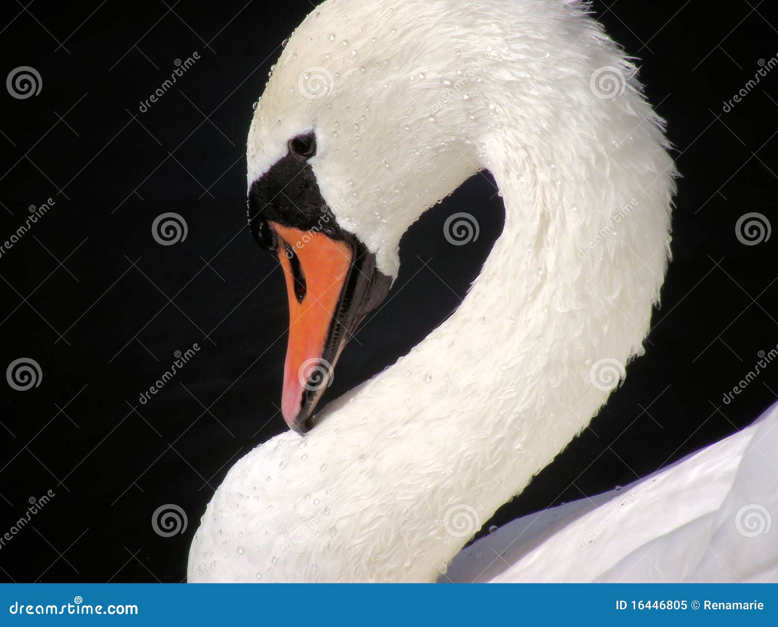Beautiful Swan Profile stock image. Image of wedding - 16446805