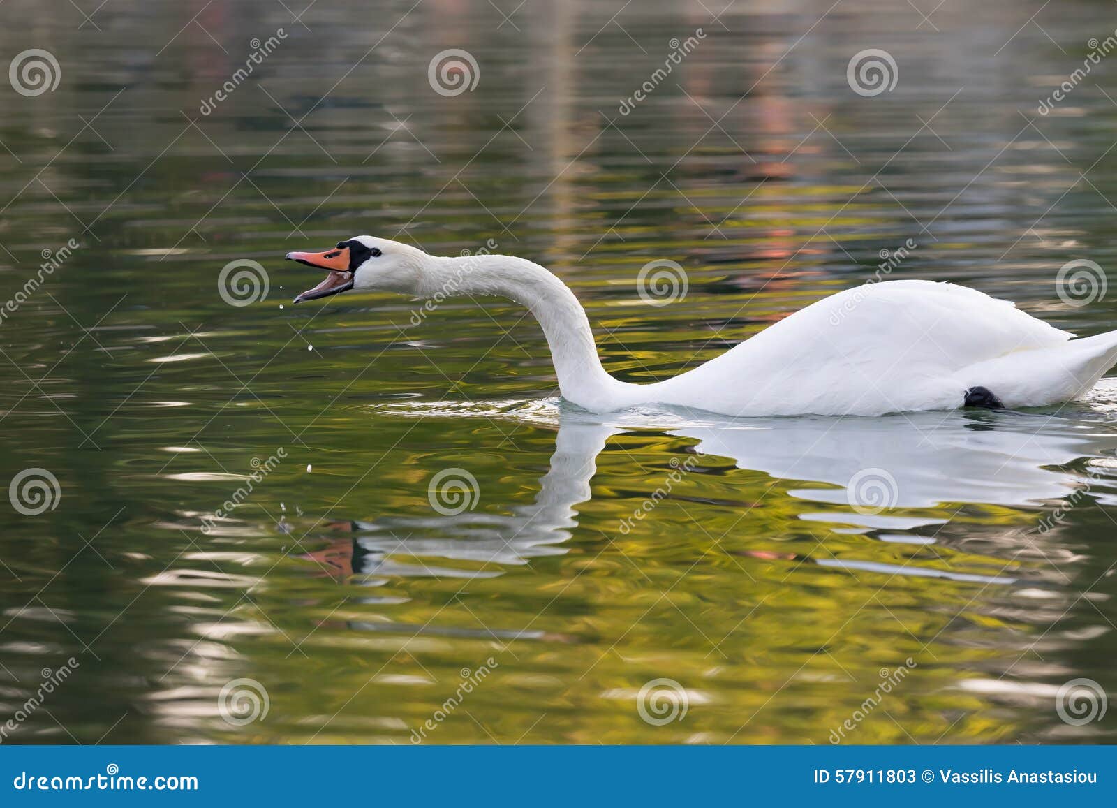 Beautiful Swan Reflection while Yelling. Stock Image - Image of swim ...
