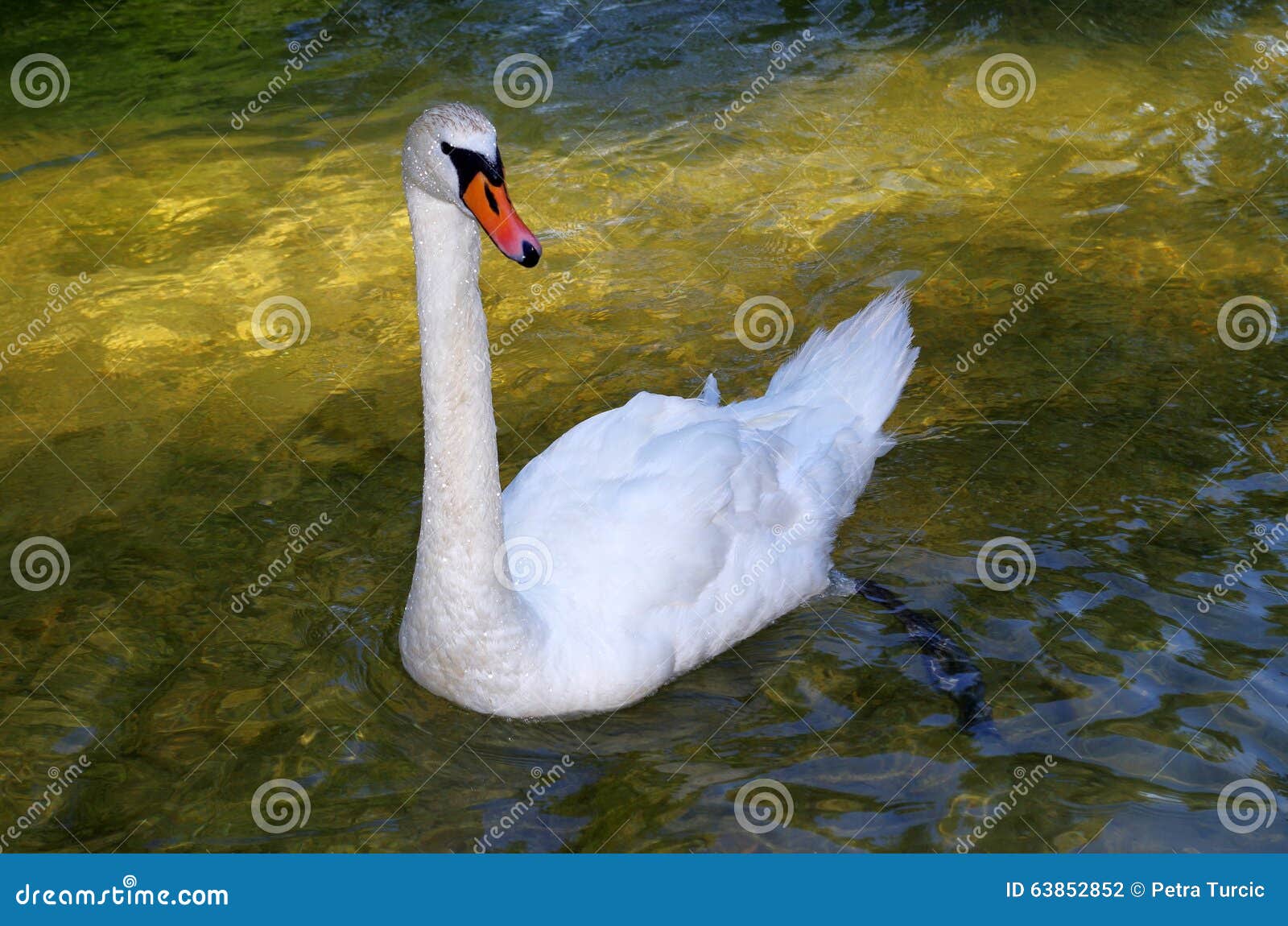 Beautiful Swan stock photo. Image of bright, balance - 63852852
