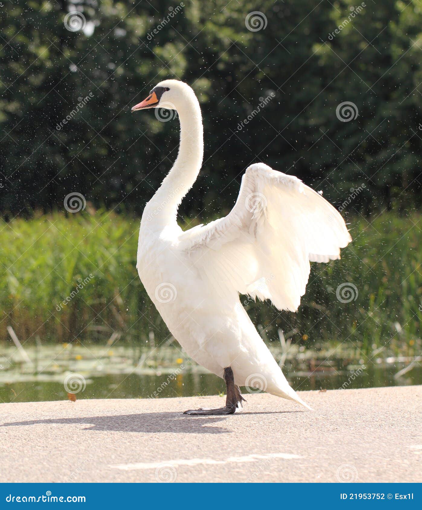Beautiful Swan Stretching Out Its Wings Stock Photo - Image of feather ...