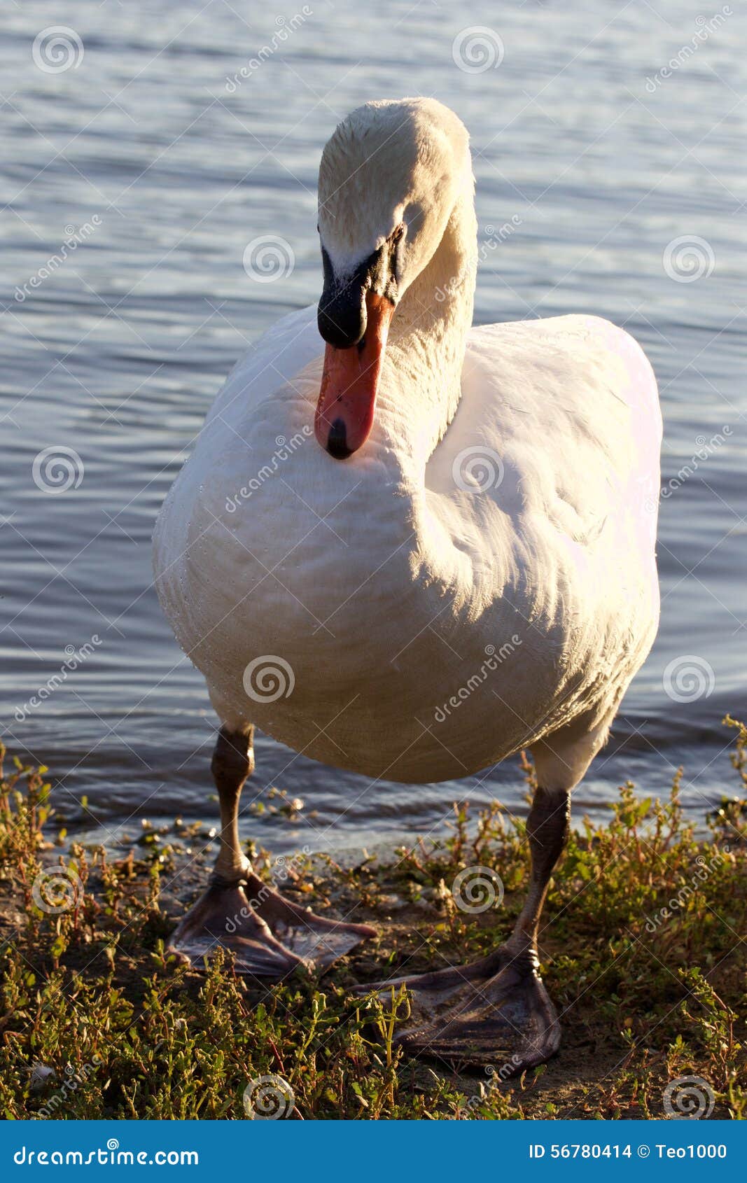 Beautiful Swan on the Sunny Evening Stock Photo - Image of swimming ...