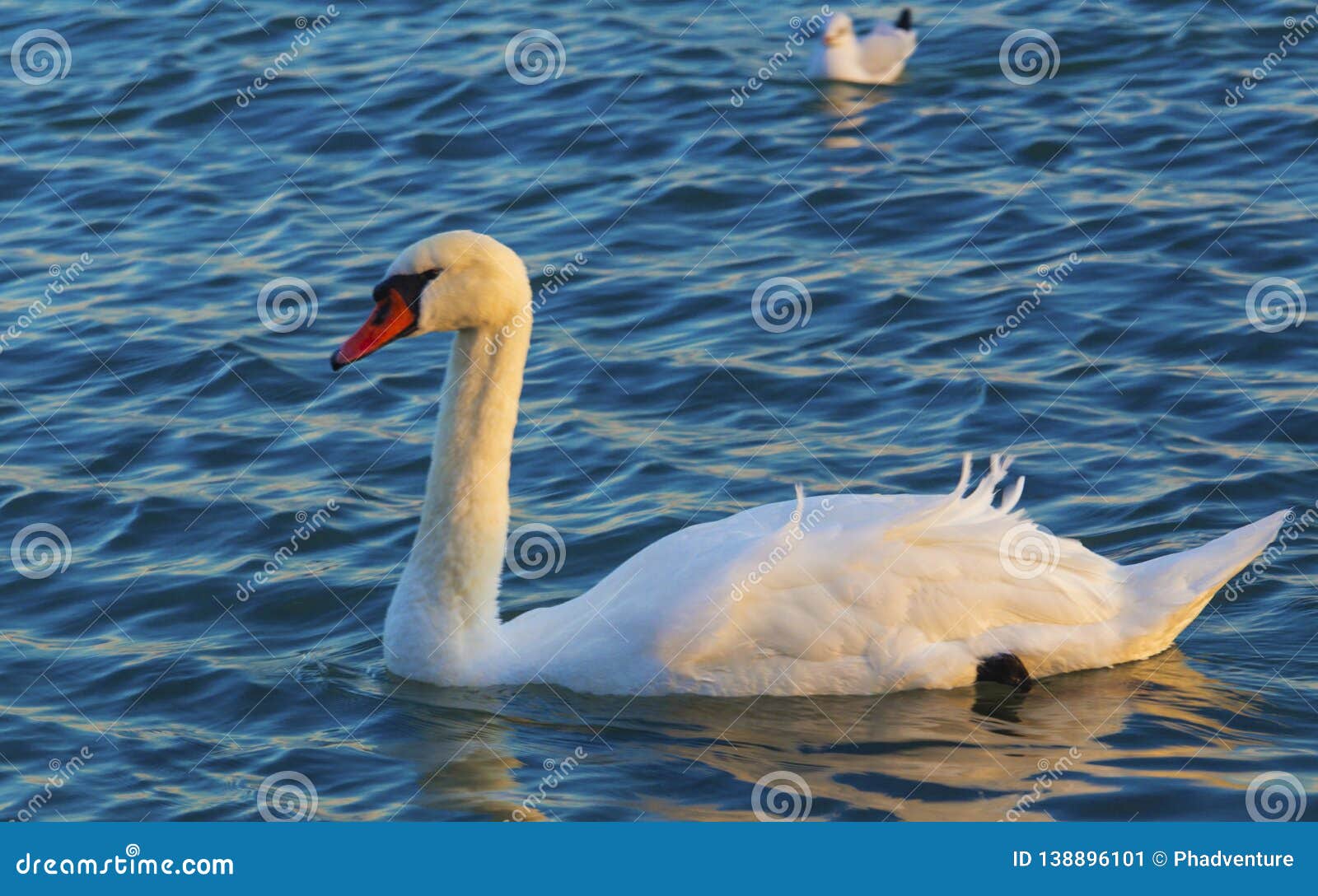 Swan swims in the blue sea stock image. Image of nautical - 138896101