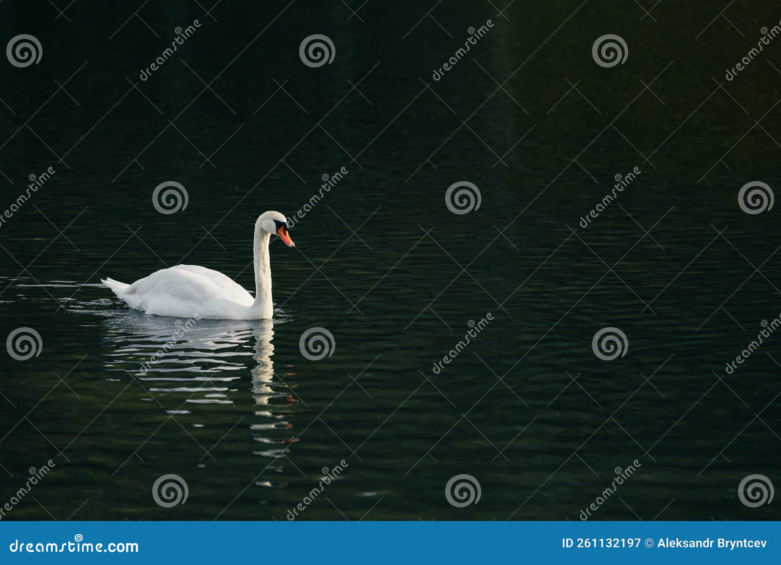 A Beautiful Swan Swims in the Pond Stock Image - Image of river, nature ...