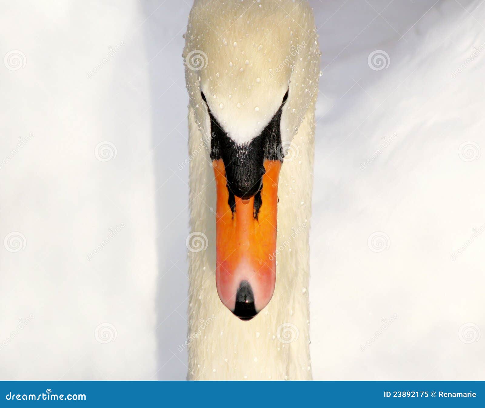 Beautiful Swan - Wet and Refreshed Stock Image - Image of texture ...